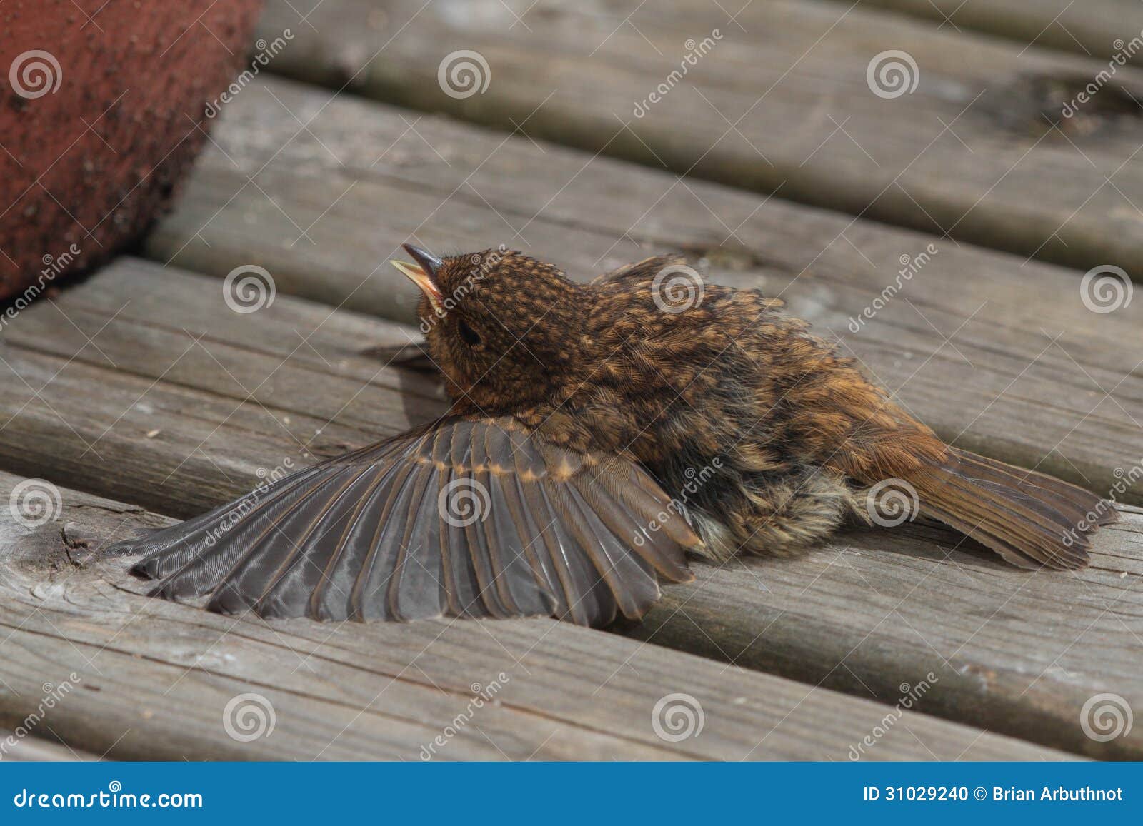 Robin chick. stock photo. Image of chicks, brown, chick - 31029240