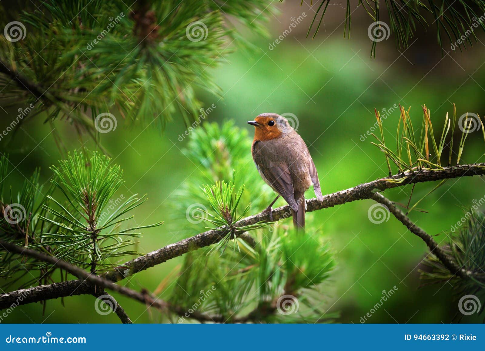 A Robin on a Christmas Tree Stock Photo - Image of bark, bird: 94663392