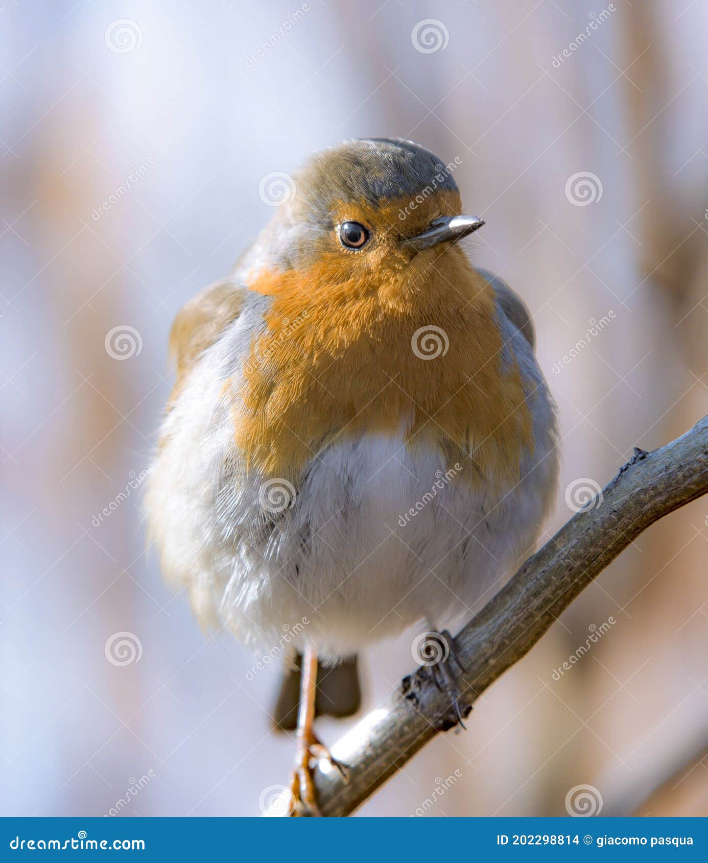 Robin close up stock photo. Image of inverno, volatili - 202298814