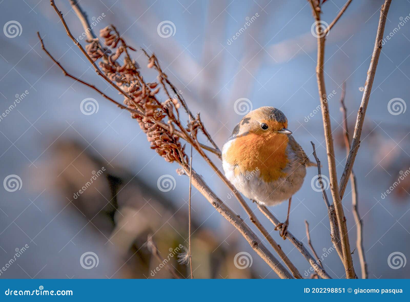 Robin close up stock image. Image of bird, close, wild - 202298851