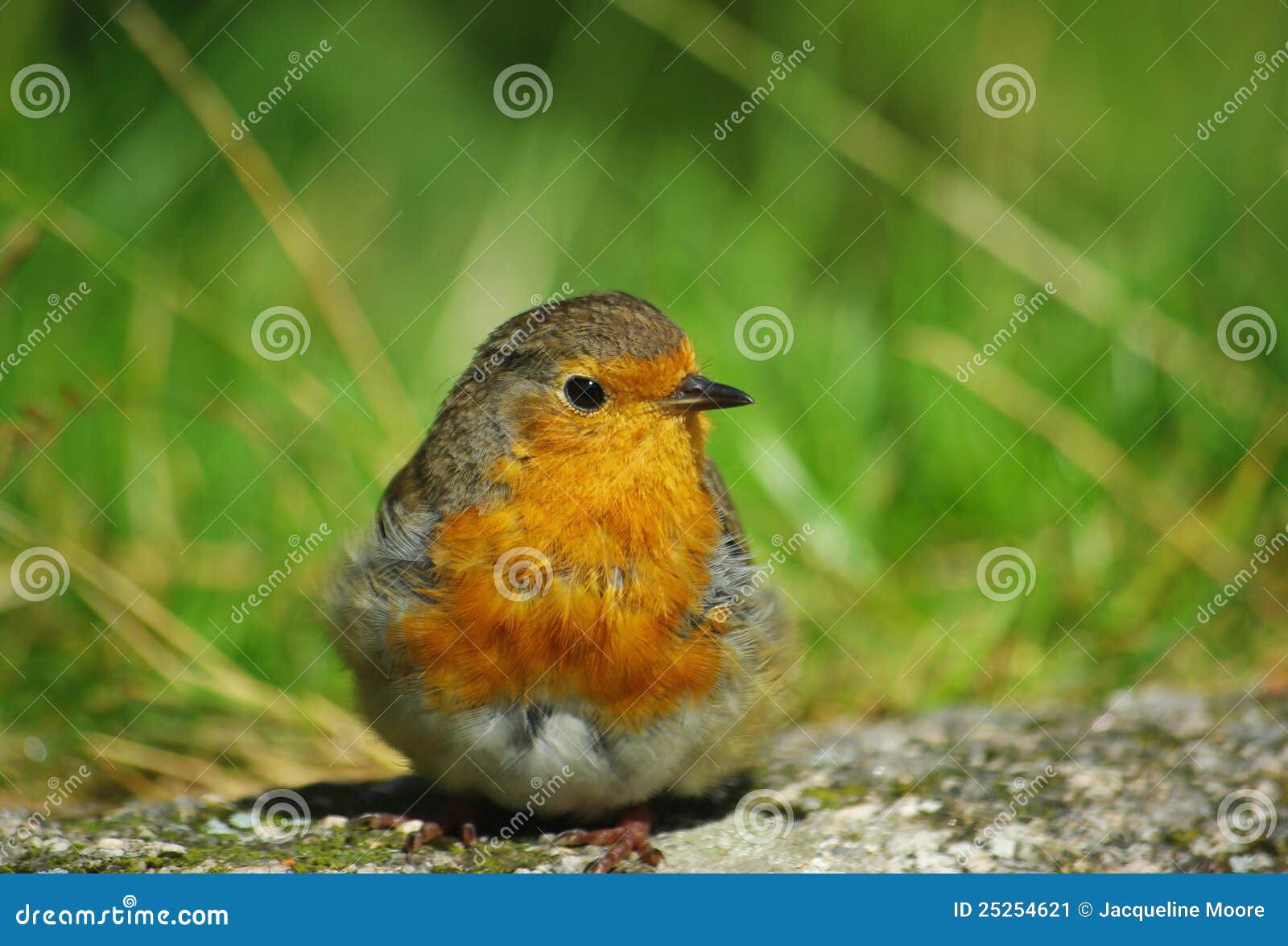Robin close up stock image. Image of bird, close, perched - 25254621