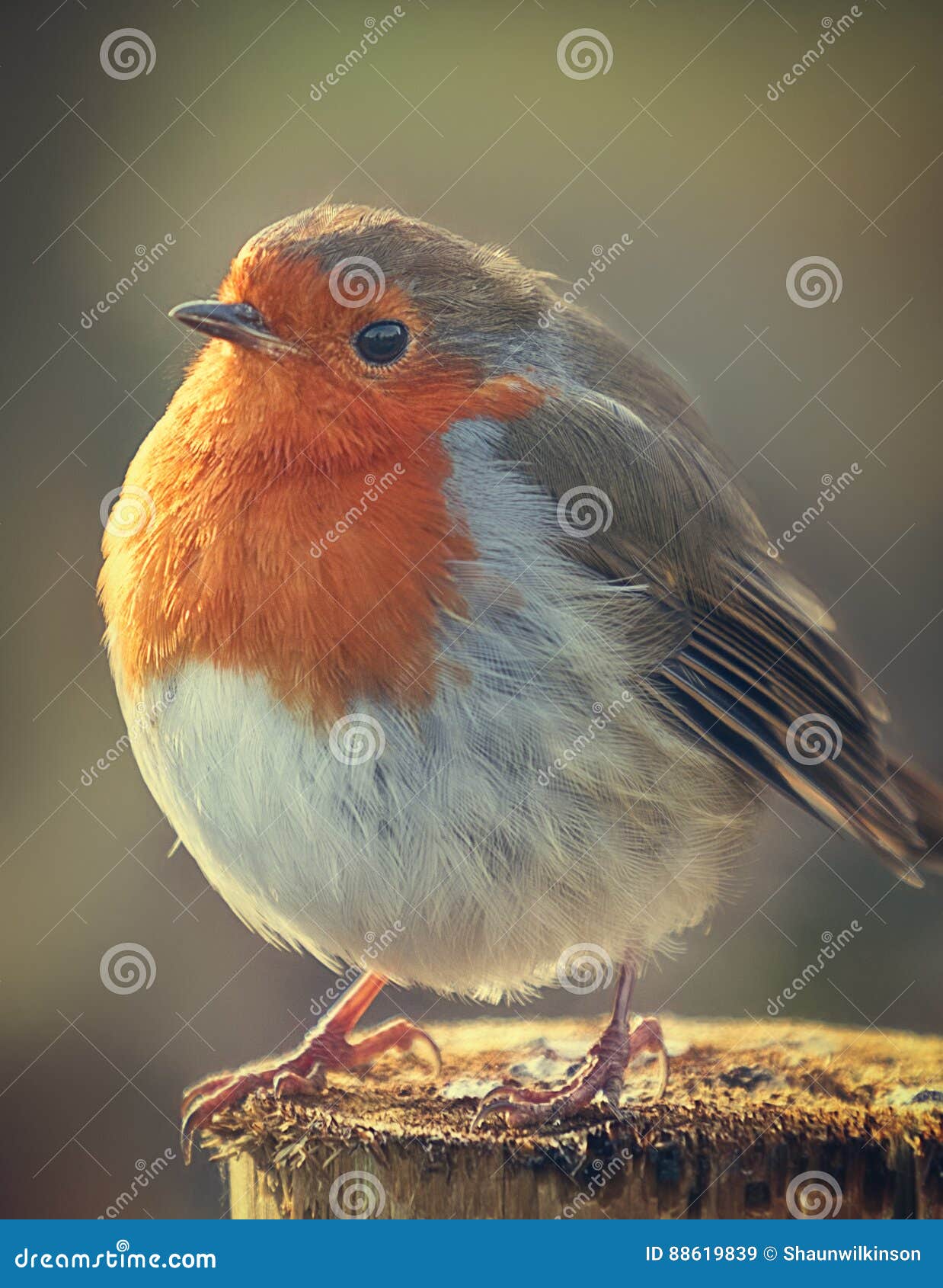 Robin close up stock image. Image of cute, outdoors, robin - 88619839