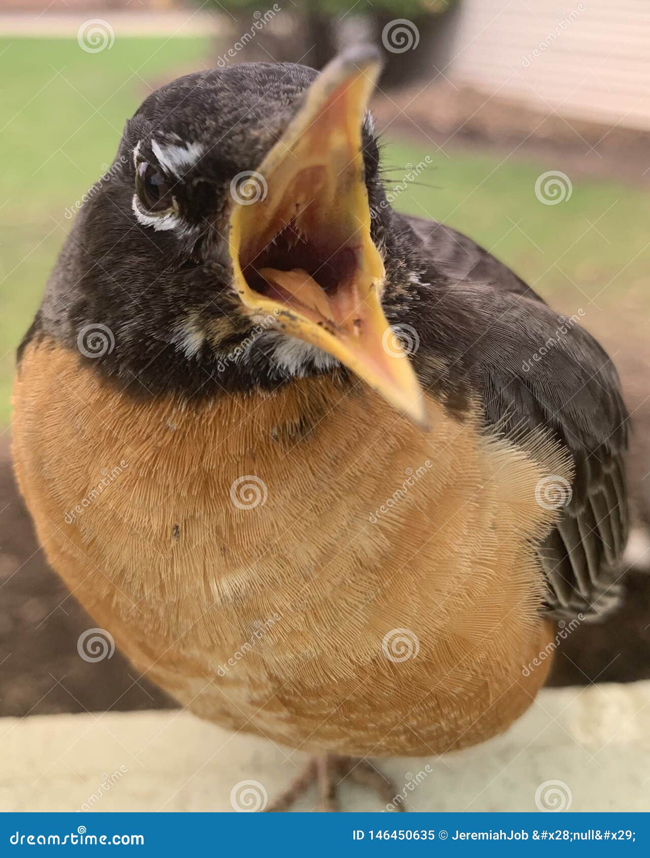 Robin close up stock image. Image of nature, close, looking - 146450635