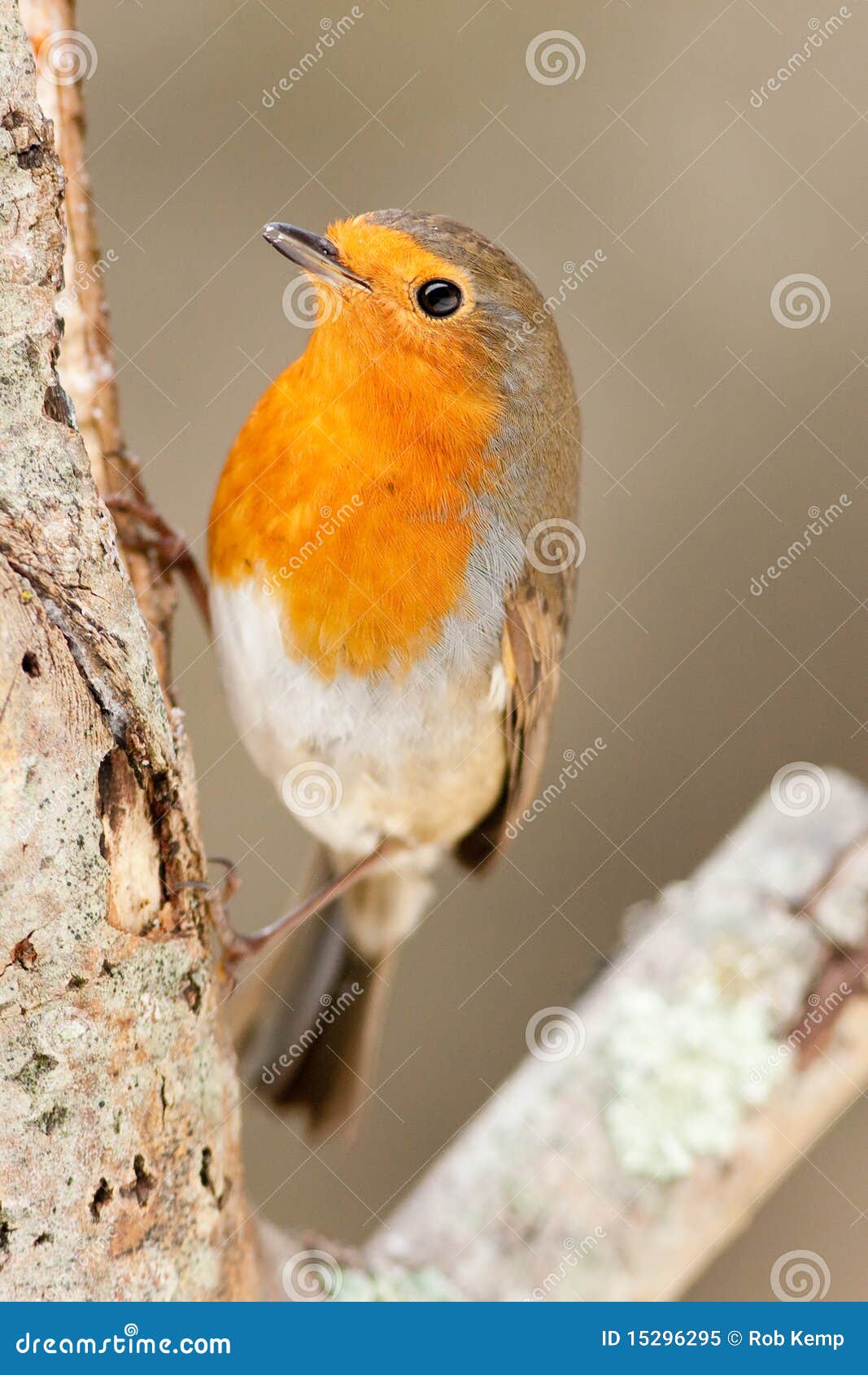 Robin Close up on Branch stock image. Image of breast - 15296295