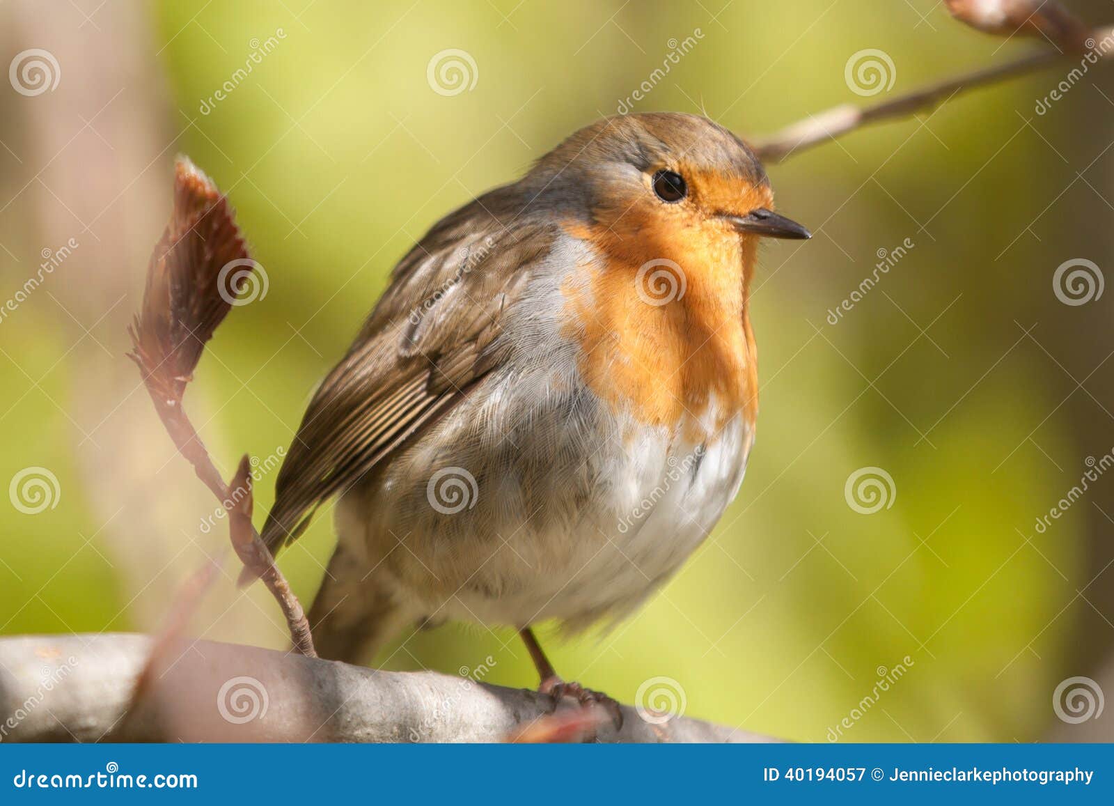 Robin stock image. Image of garden, bird, tree, detail - 40194057
