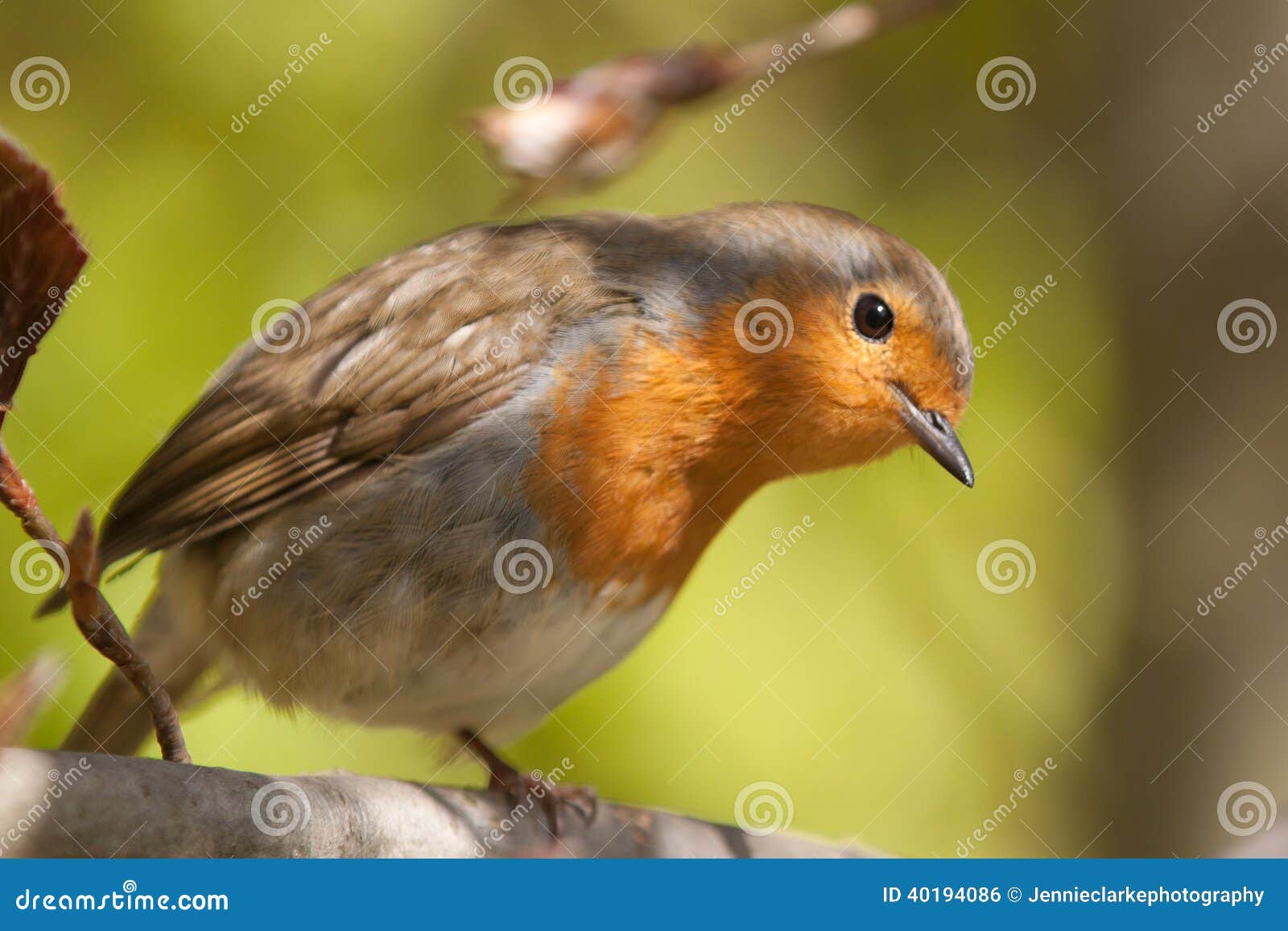 Robin stock photo. Image of feather, songbird, emberizidae - 40194086