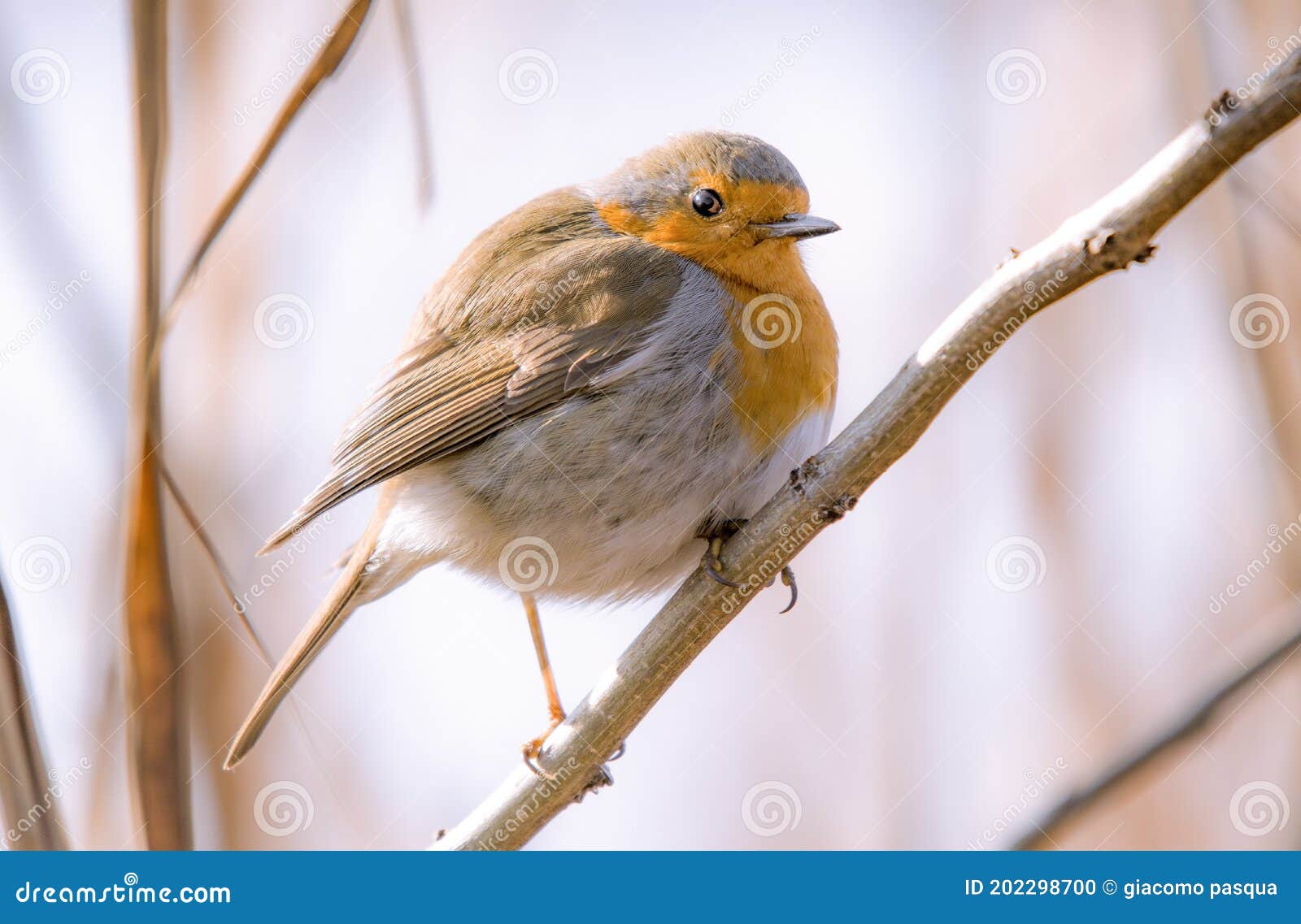 Robin close up stock photo. Image of uccelli, freddo - 202298700