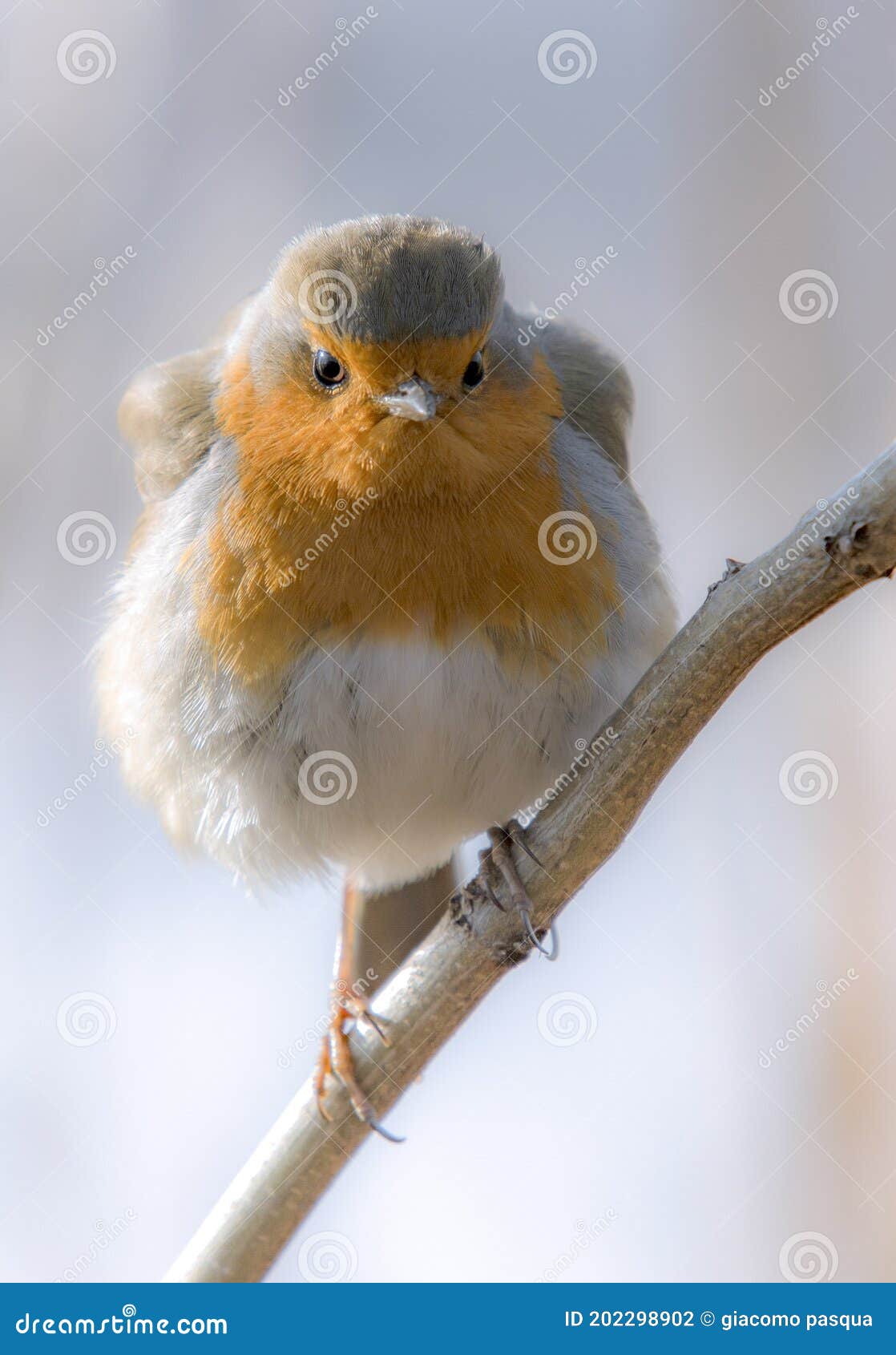 Robin close up stock photo. Image of colorful, vita - 202298902