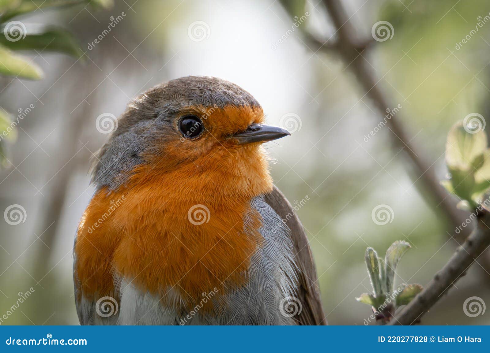 Robin Close-up of the Side of Its Head Stock Photo - Image of perched ...