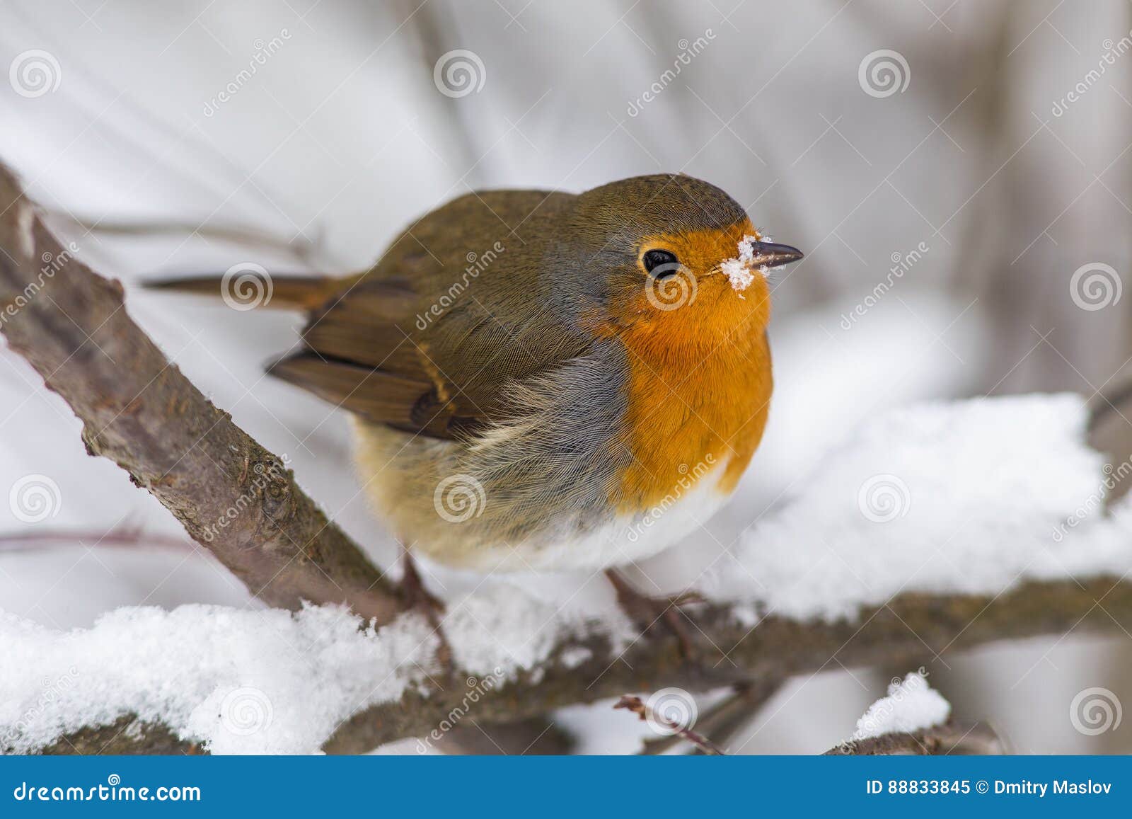 Robin close up stock image. Image of feather, birds, beak - 88833845