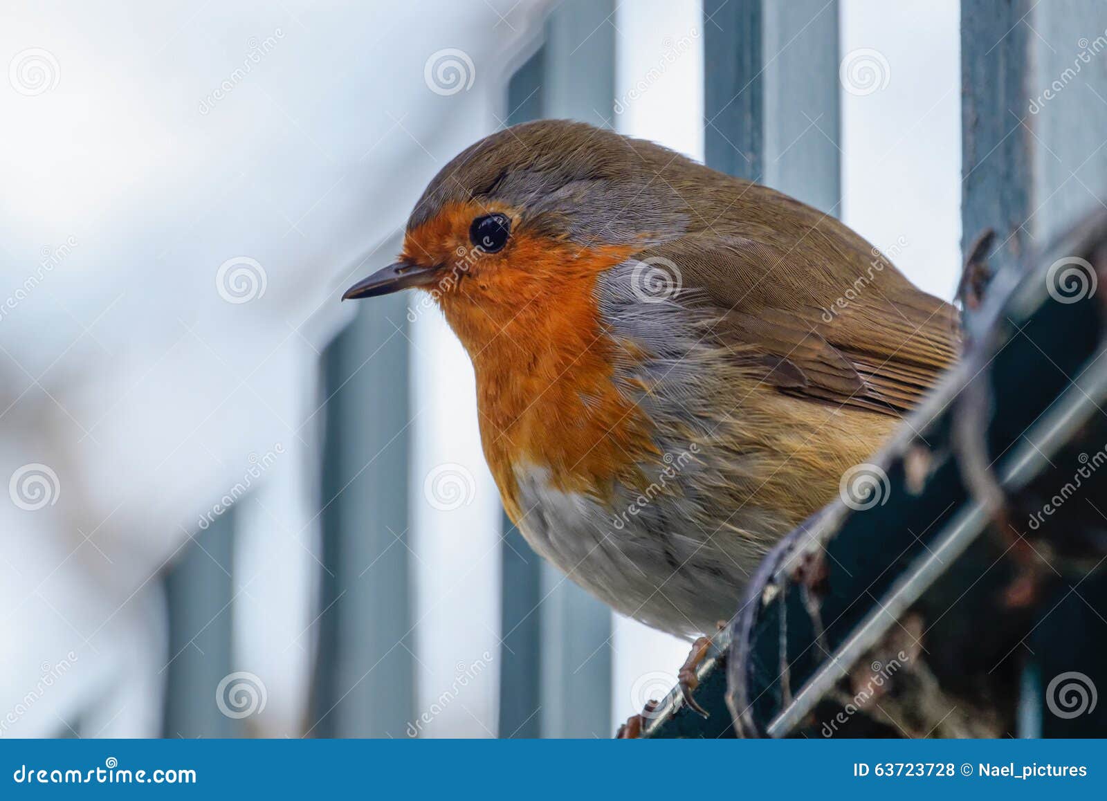 The robin stock photo. Image of wings, bird, blue, wildlife - 63723728