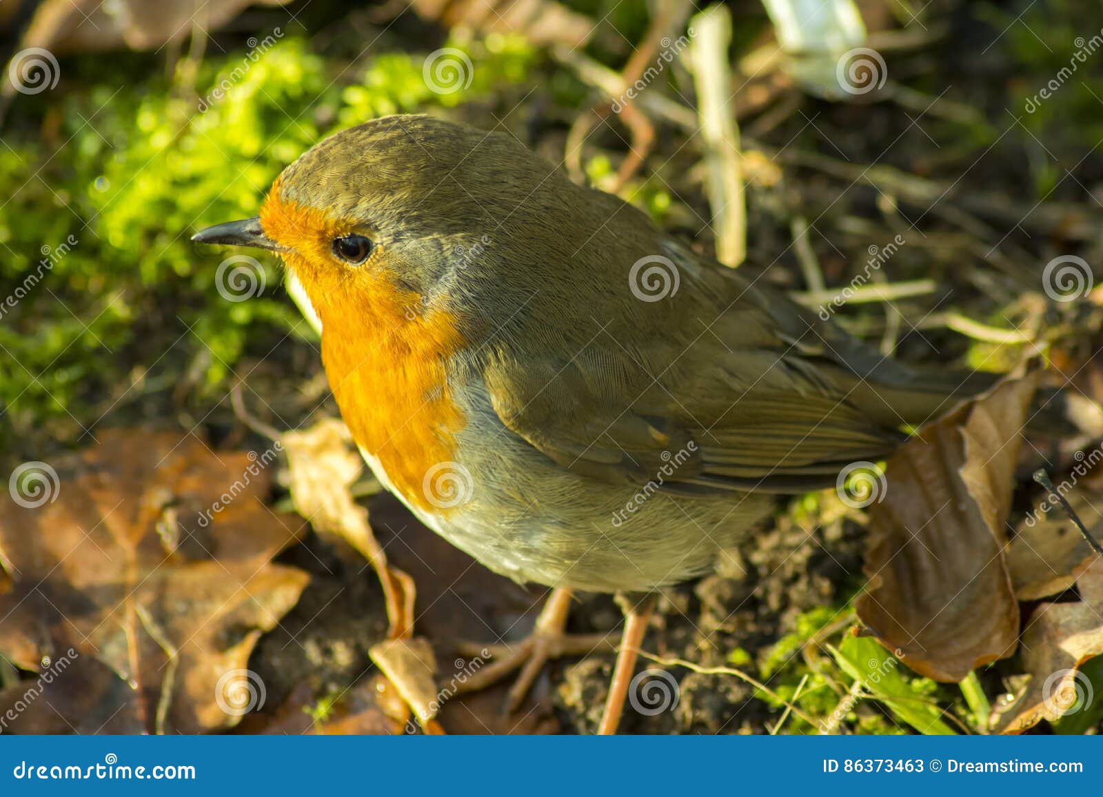 Robin stock image. Image of passerines, songbirds, nature - 86373463