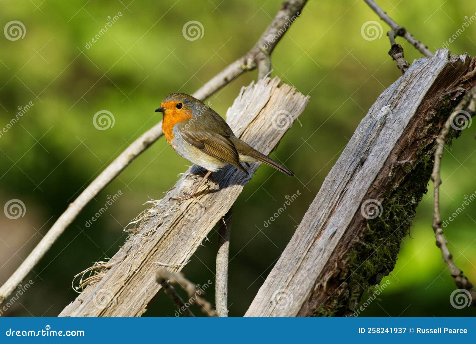 Robin on a cut tree stock image. Image of outdoors, wild - 258241937