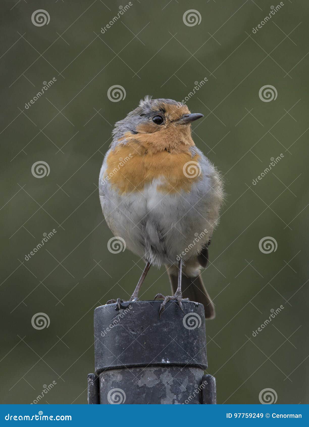 Robin stock image. Image of bird, garden, blue, perch - 97759249