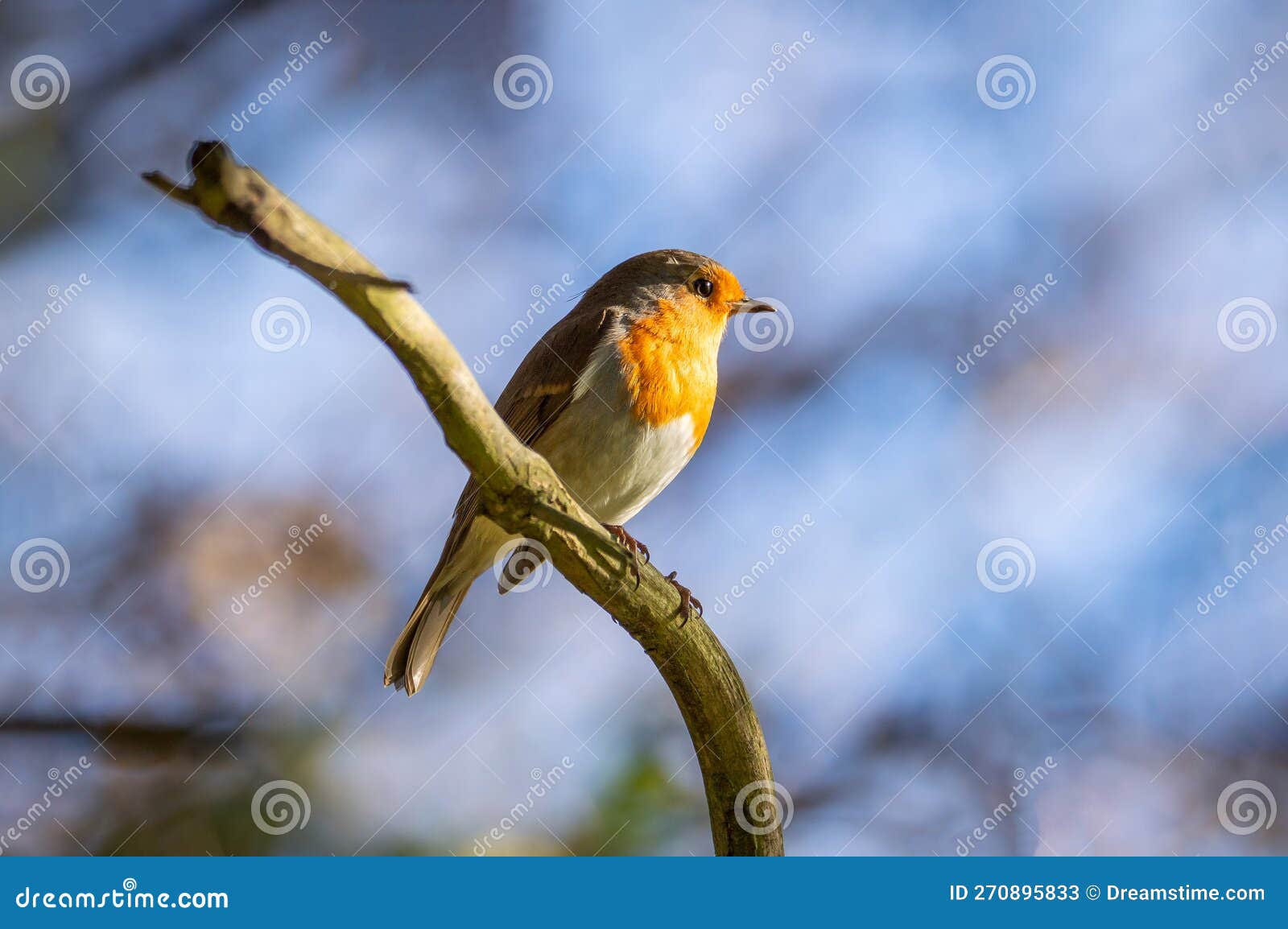 Robin on a dead branch stock image. Image of perches - 270895833
