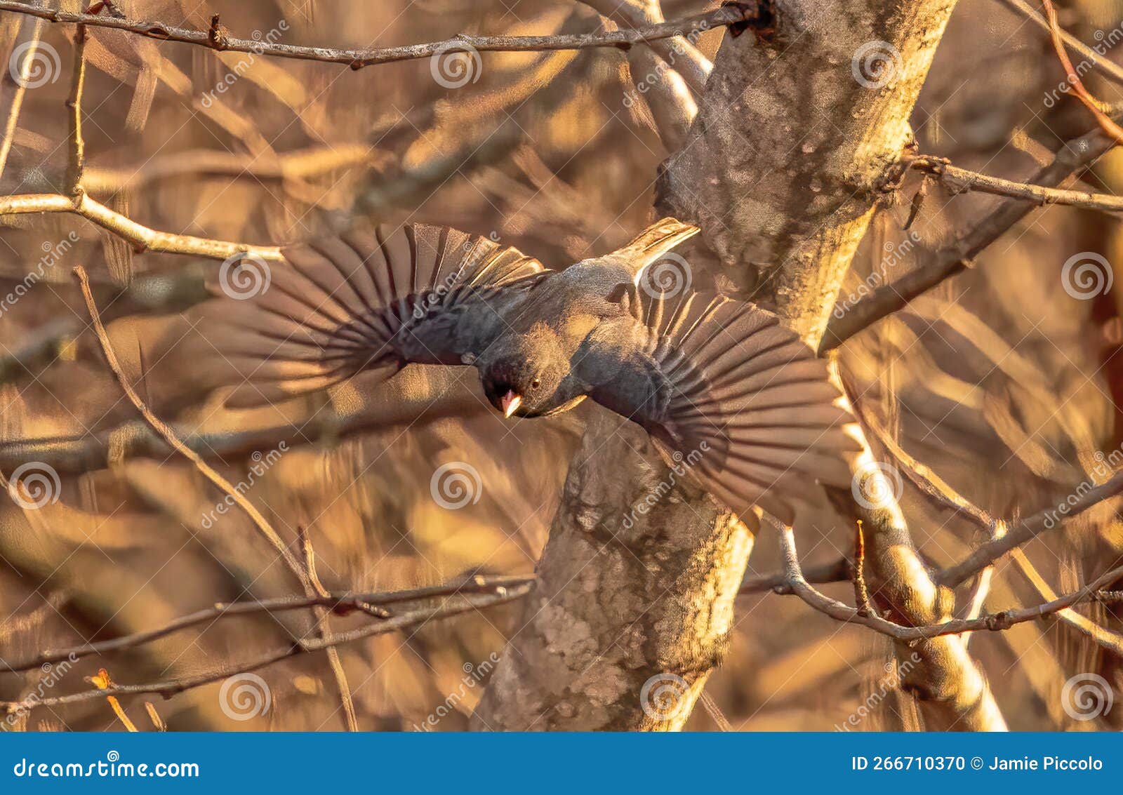 Robin Diving Onto the Ground Stock Photo - Image of animal, bird: 266710370