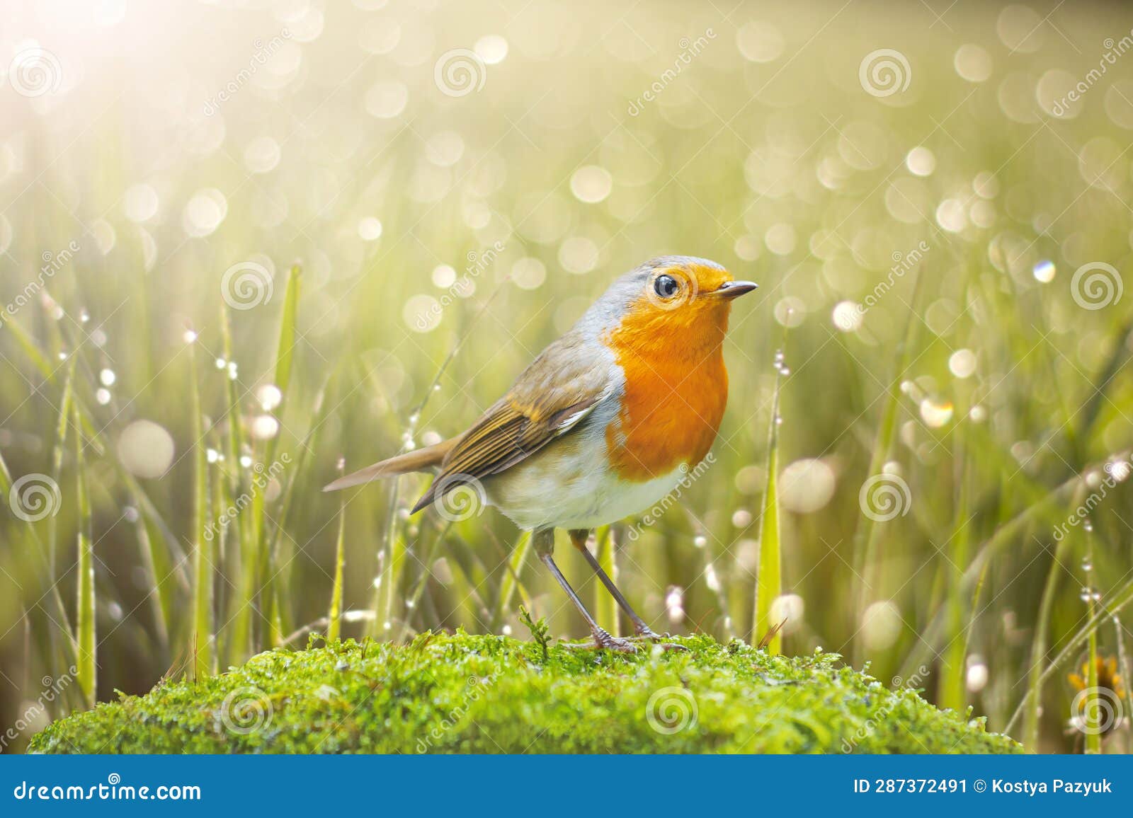 Robin in the Early Morning Stands on the Moss in the Sun Stock Image ...