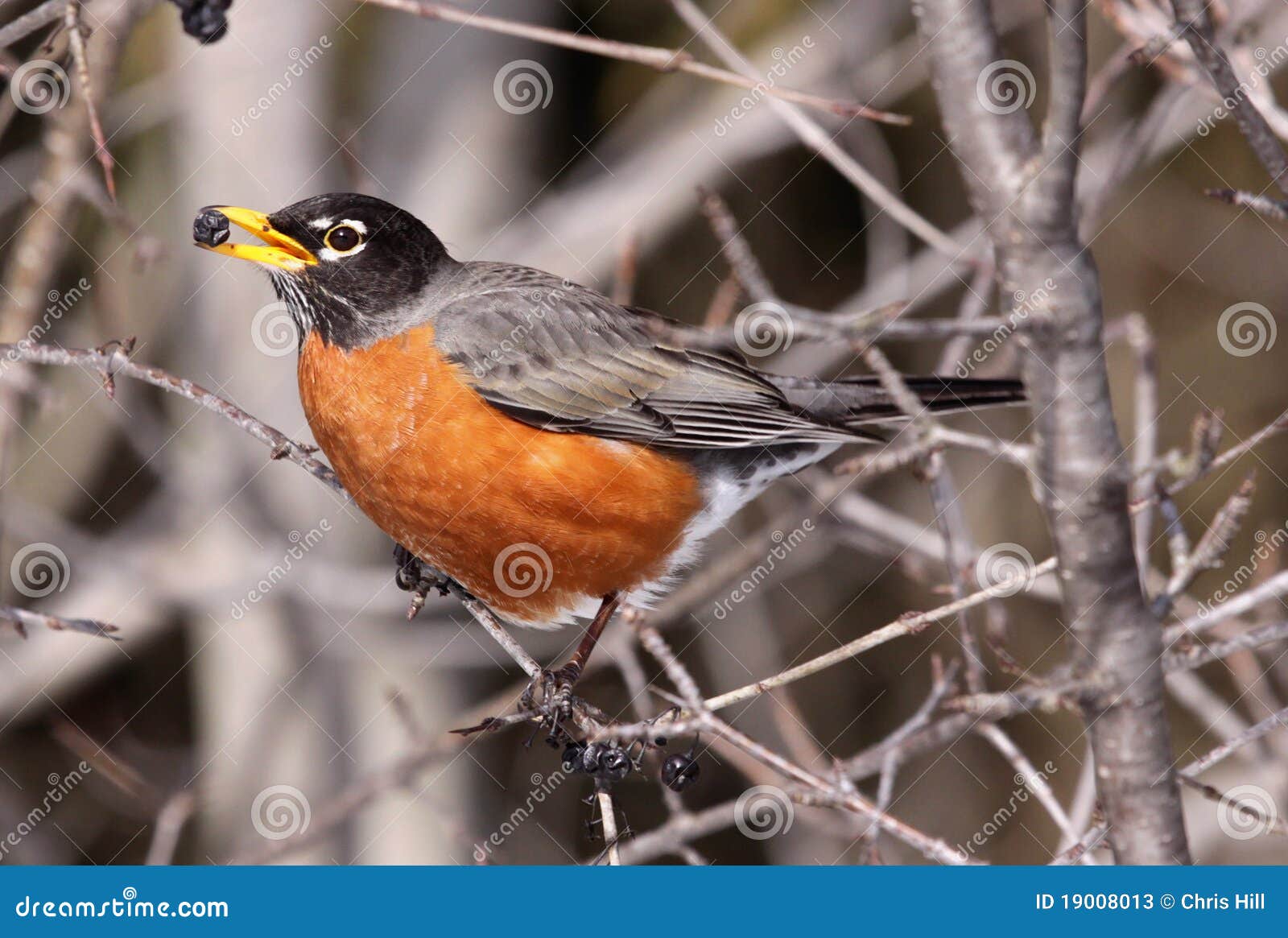 Robin Eating stock image. Image of american, berries - 19008013