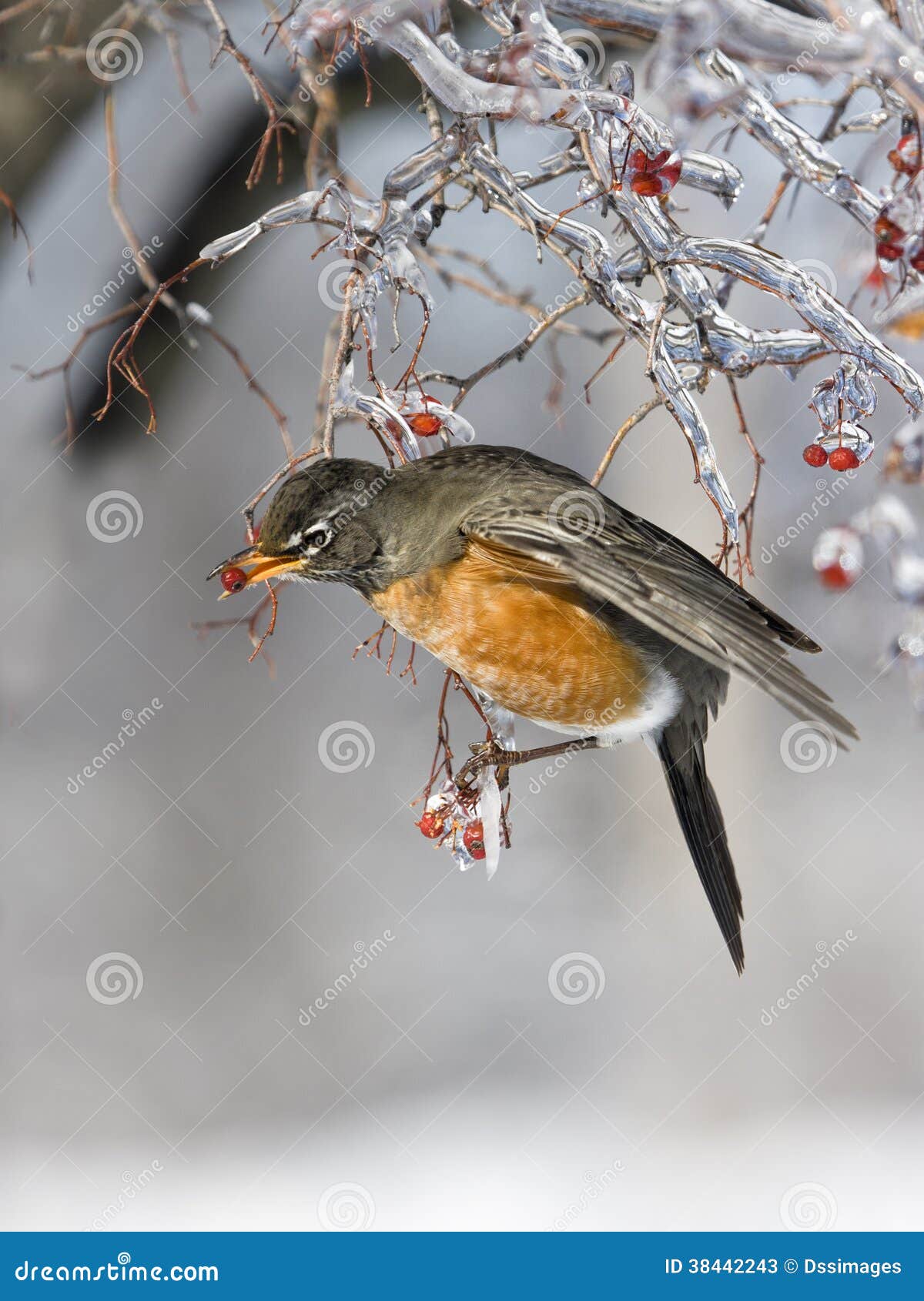 Robin Eating Icy Red Berries Stock Image - Image of wintertime, freeze ...