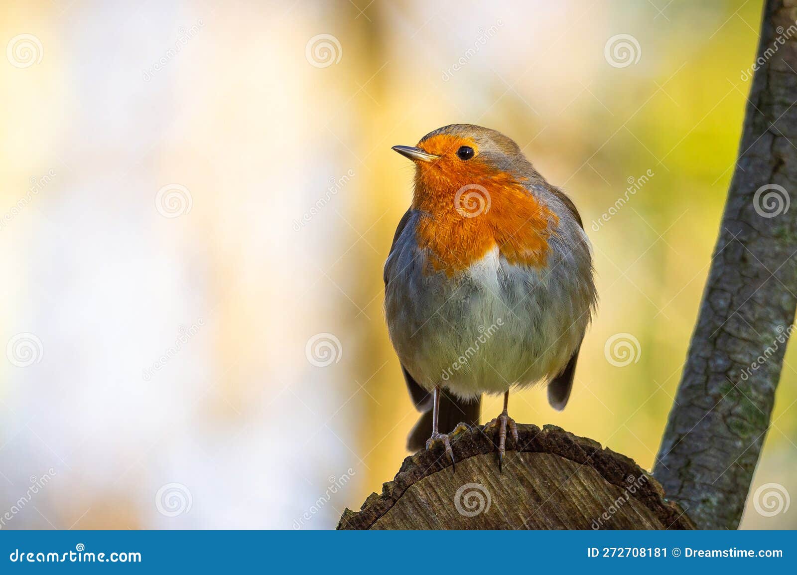 Robin at the Edge of a Cut Branch Stock Image - Image of little, nature ...
