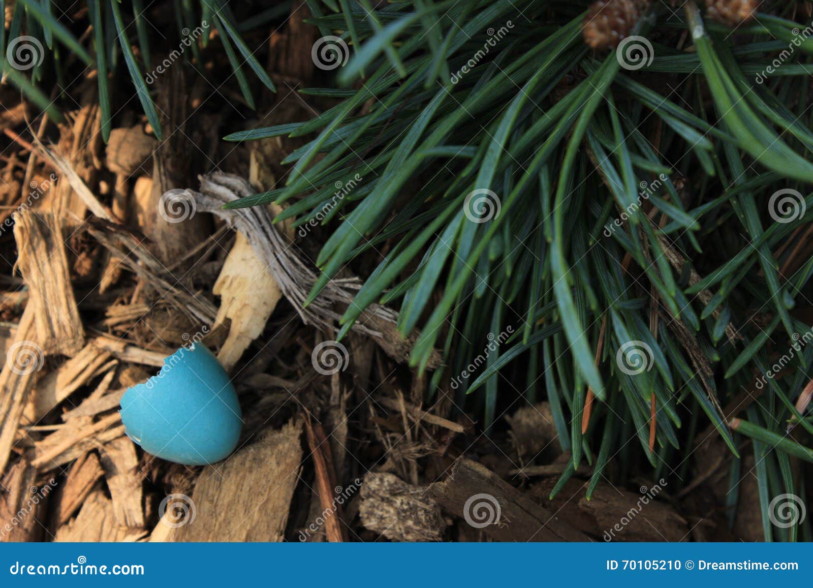 Robin Egg Shell with Pine Needles Stock Photo - Image of robin, bird ...