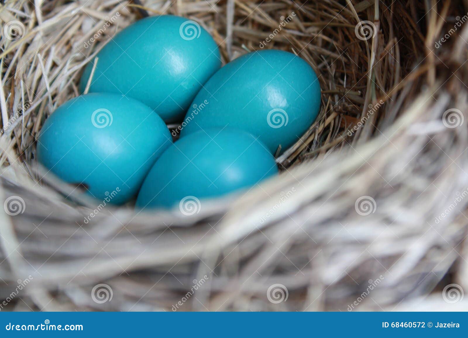 Robin Eggs stock photo. Image of shell, spring, hatching - 68460572