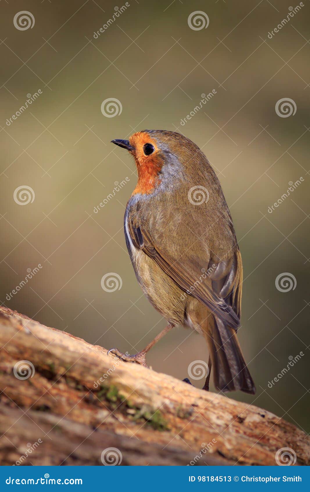 Robin Erithacus-rubecula stock afbeelding. Image of vrijheid - 98184513