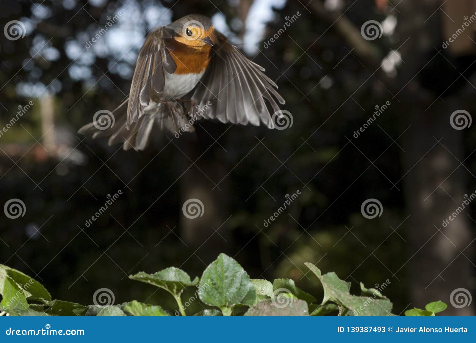 Robin - Erithacus rubecula stock image. Image of feather - 139387493