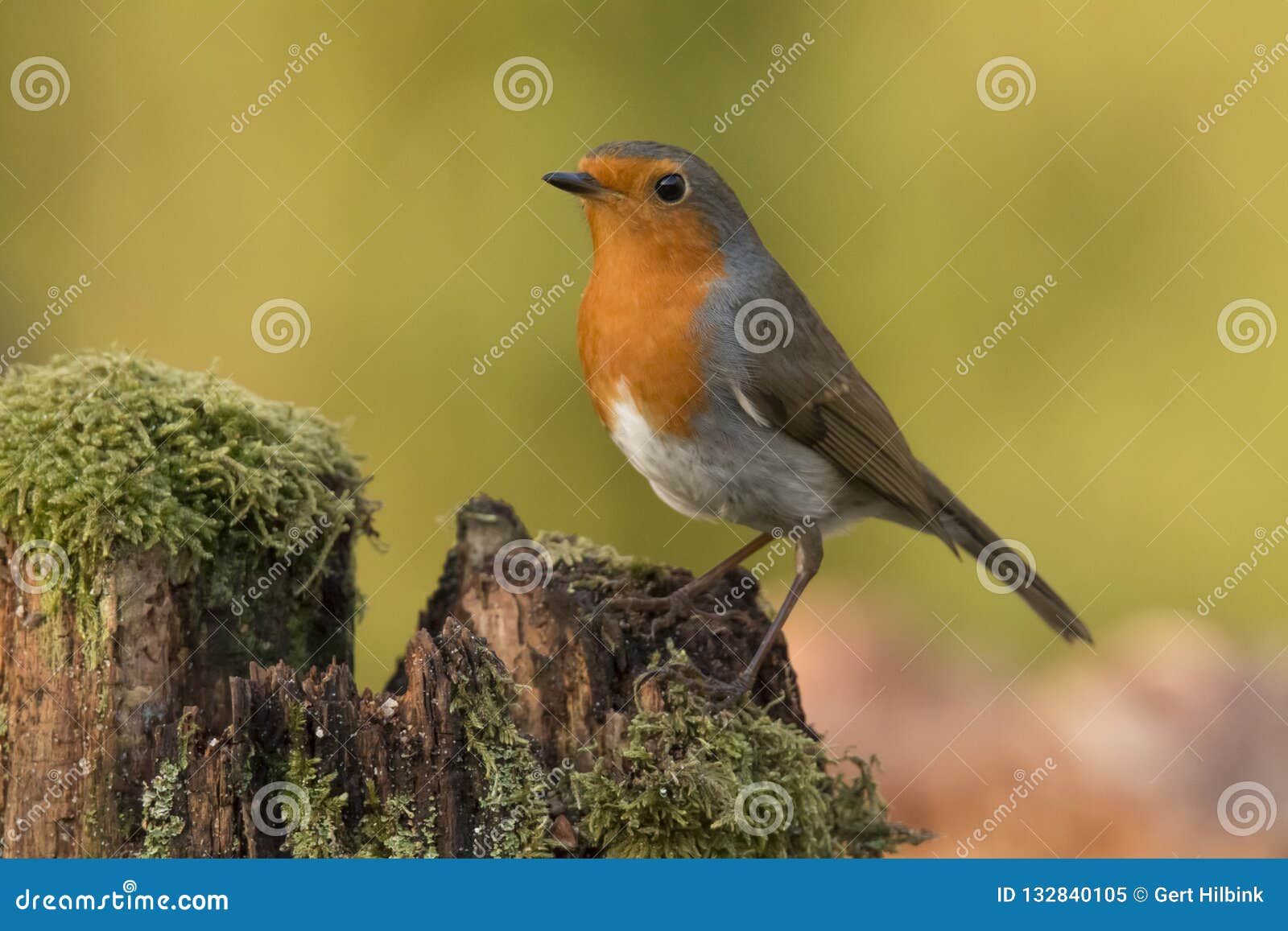 Robin, Erithacus Rubecula, Cute Songbird. Stock Image - Image of robin ...