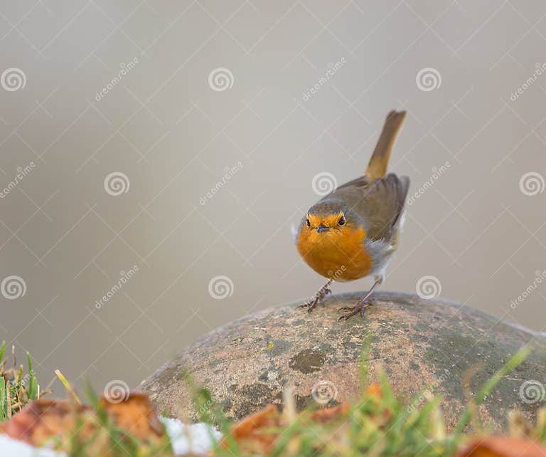 Curious Robin stock image. Image of creatures, funny - 30222231