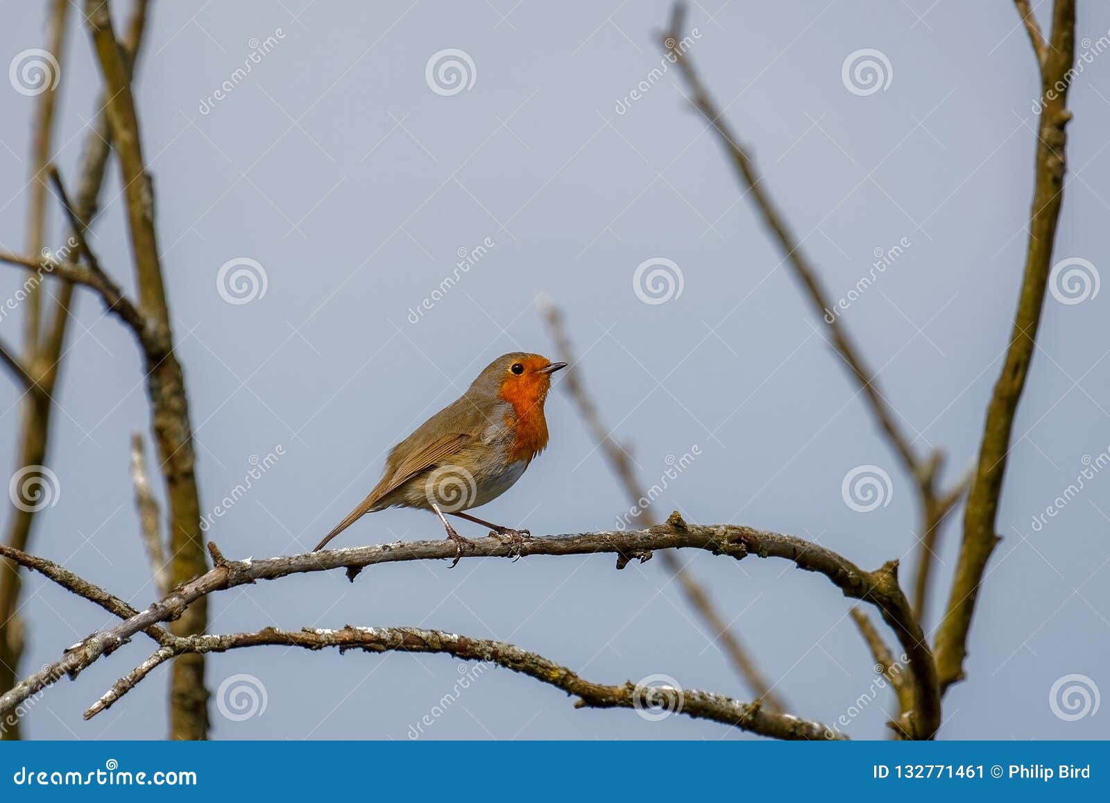 Robin Erithacus Rubecula Perched on a Branch in Springtime Stock Image ...