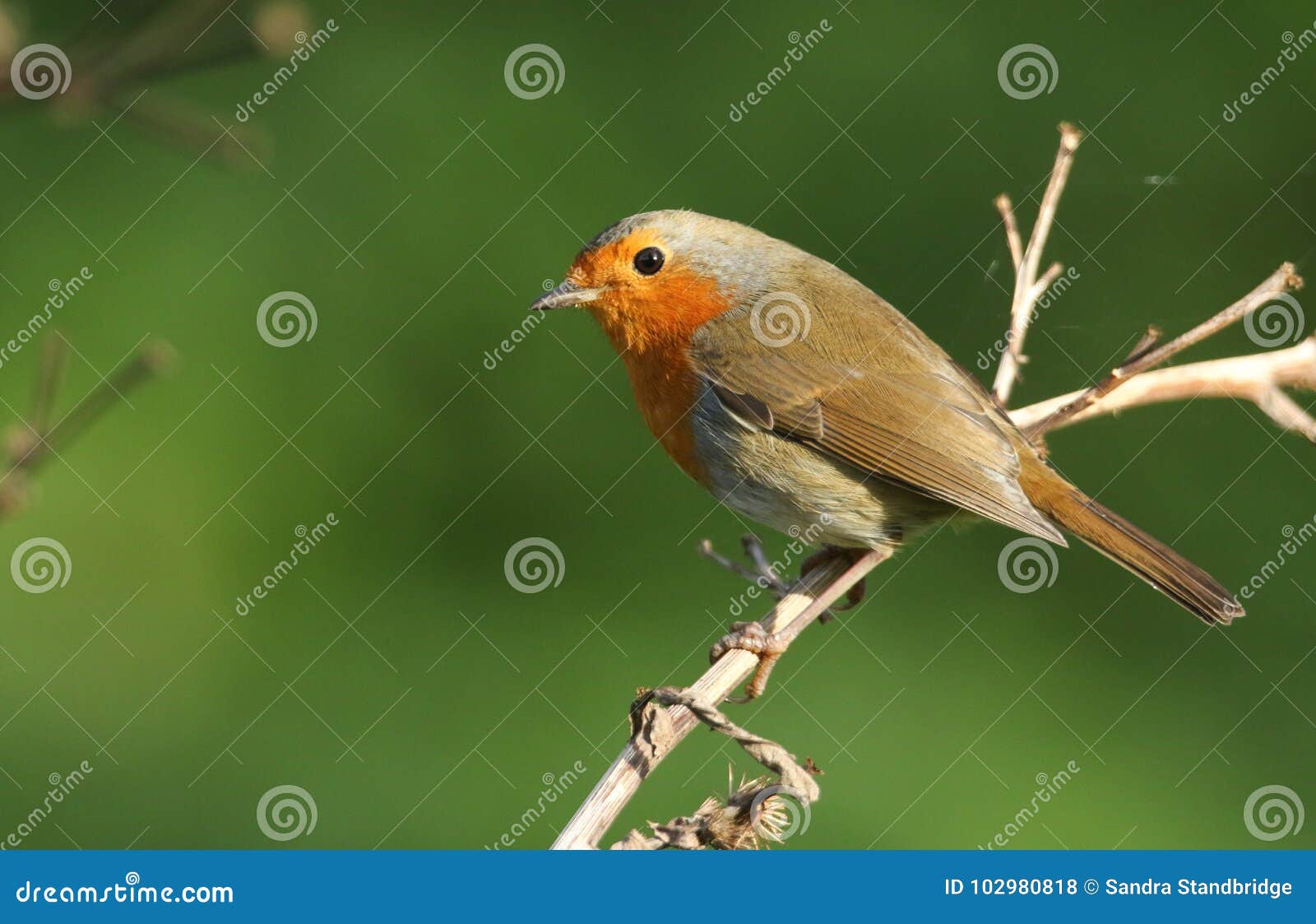 A Pretty Robin Erithacus Rubecula Perched on a Plant. Stock Photo ...