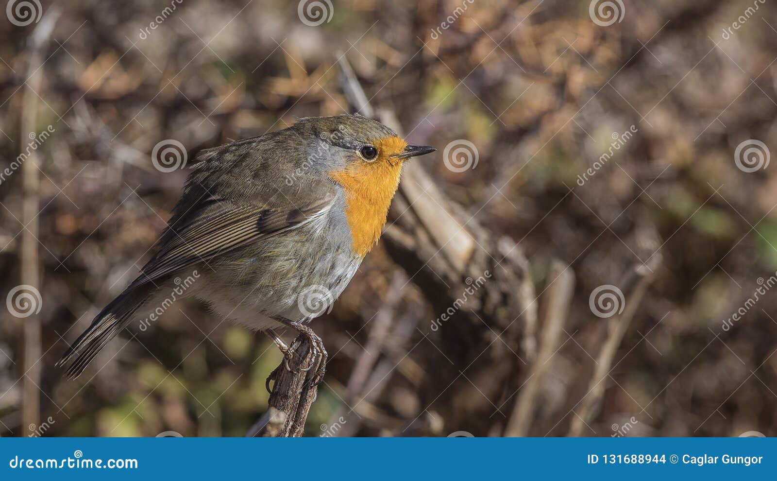 Robin on Wooden Log Looking Right Stock Photo - Image of robin, plumage ...