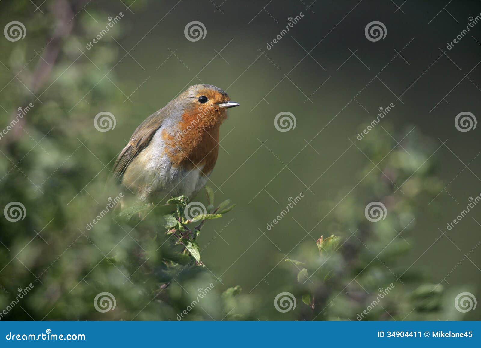 Robin, Erithacus rubecula stock image. Image of robin - 34904411