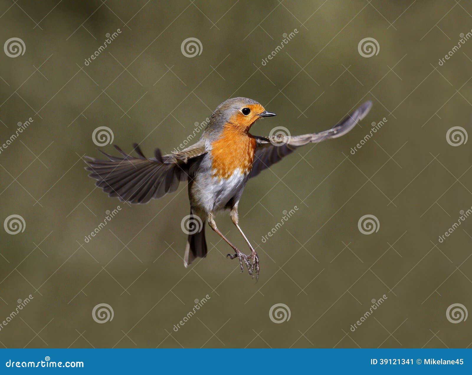Robin, Erithacus rubecula stock image. Image of urban - 39121341