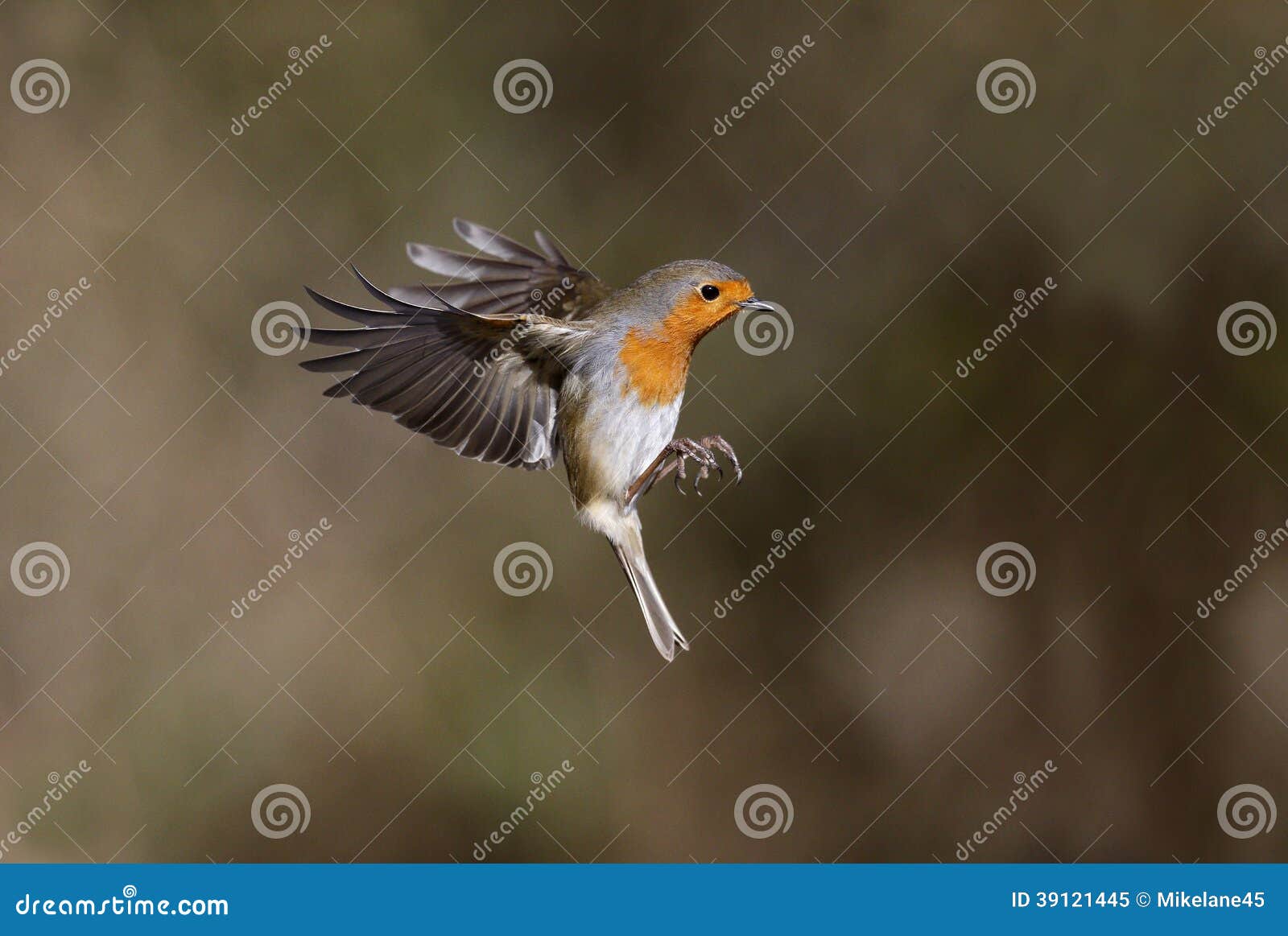 Robin, Erithacus rubecula stock image. Image of park - 39121445