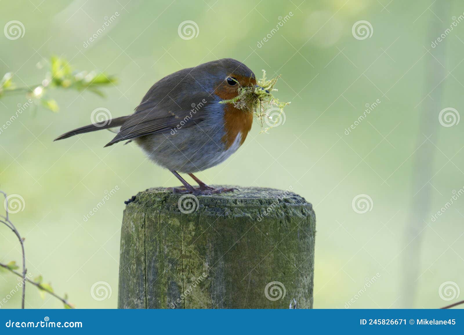 Robin, Erithacus rubecula stock image. Image of redbreast - 245826671