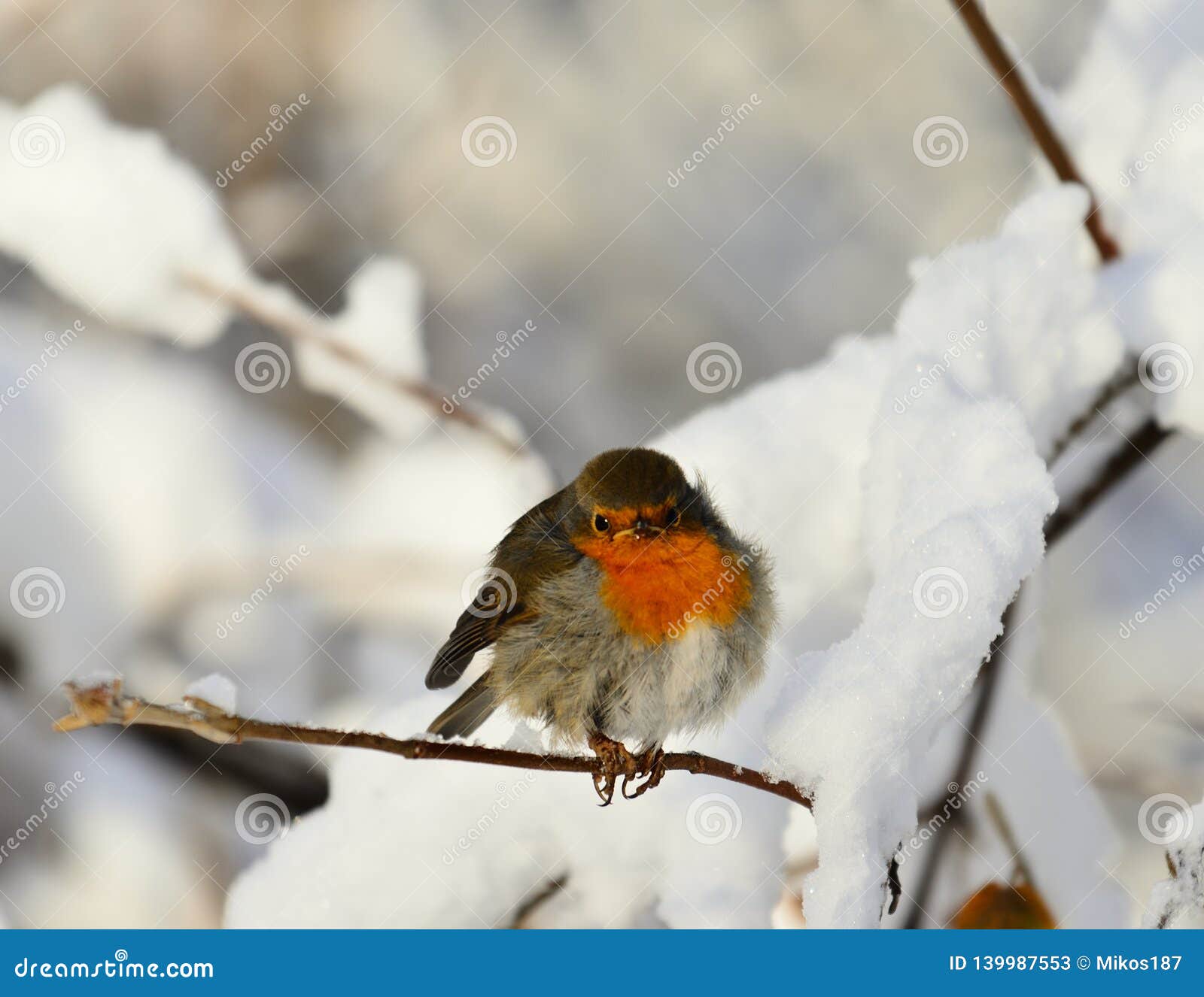 Robin on the branch. stock image. Image of ornithology - 139987553