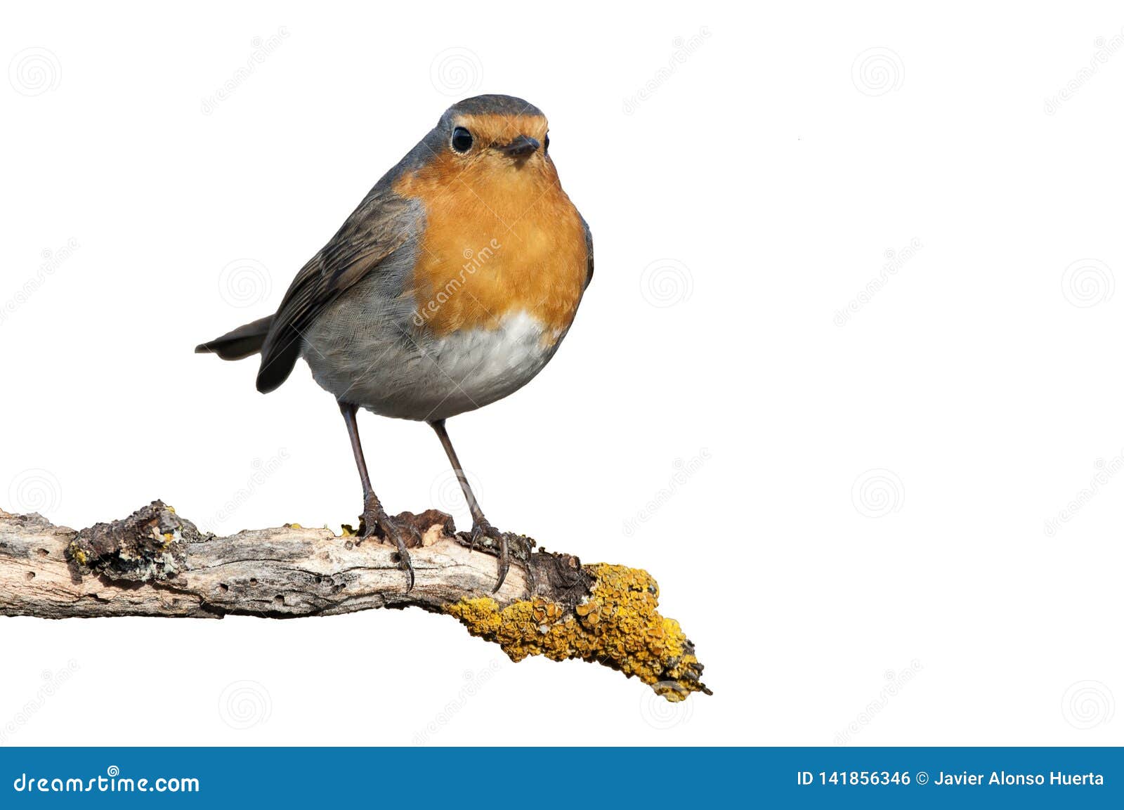 Robin White Background