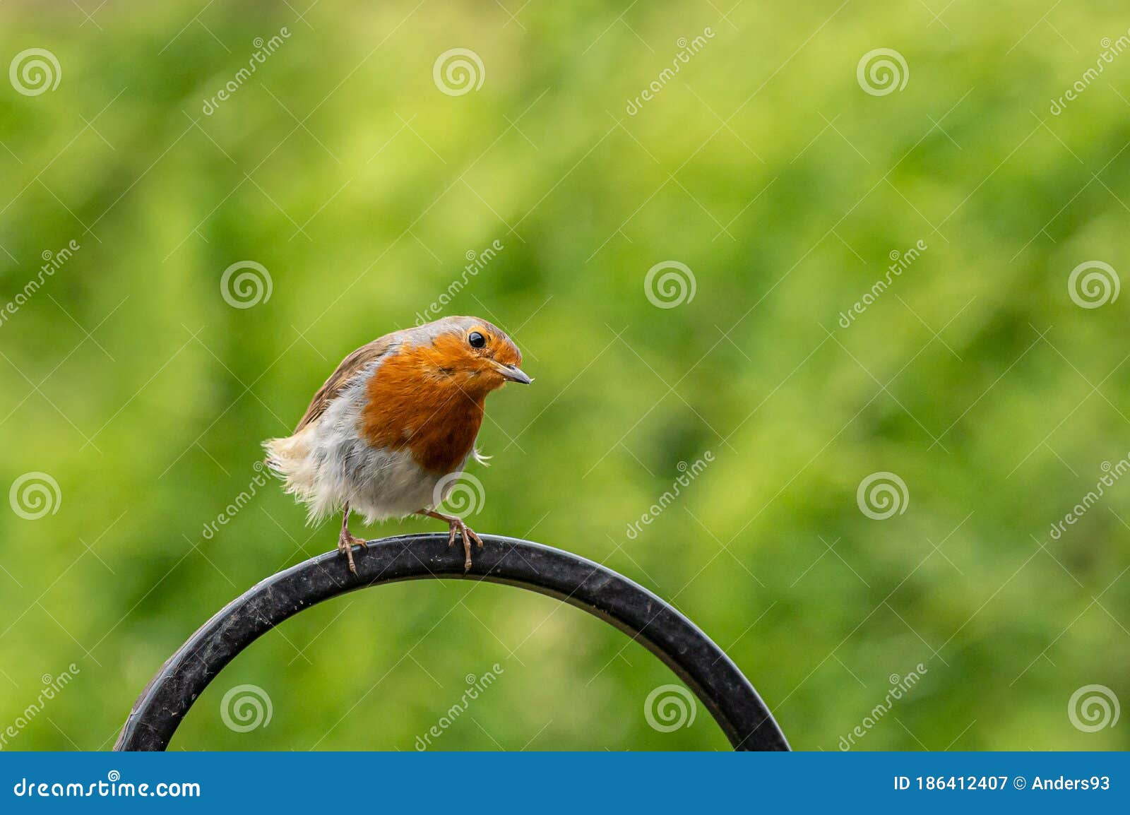Robin, Erithacus Rubecula, with Wind Blowing Feathers, Perched on a ...