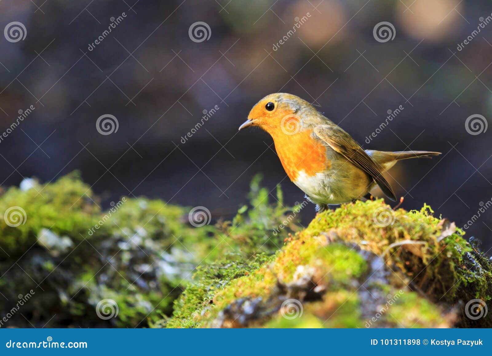 Robin in the Evening Rays on Green Moss Stock Photo - Image of looks ...