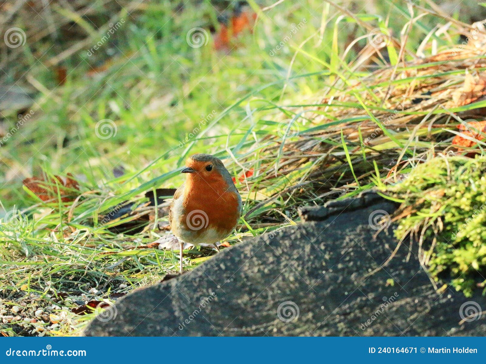 Robin Facing Right Turning Left Stock Image - Image of beak, animal ...