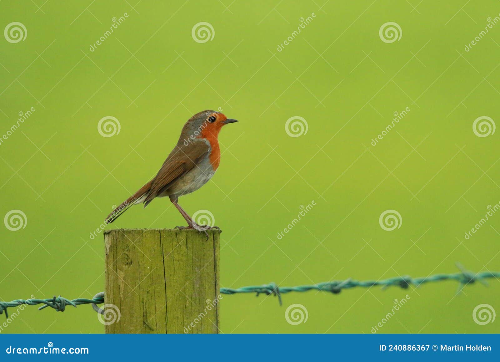 Robin Facing Right on a Wooden Post Stock Image - Image of wildlife ...