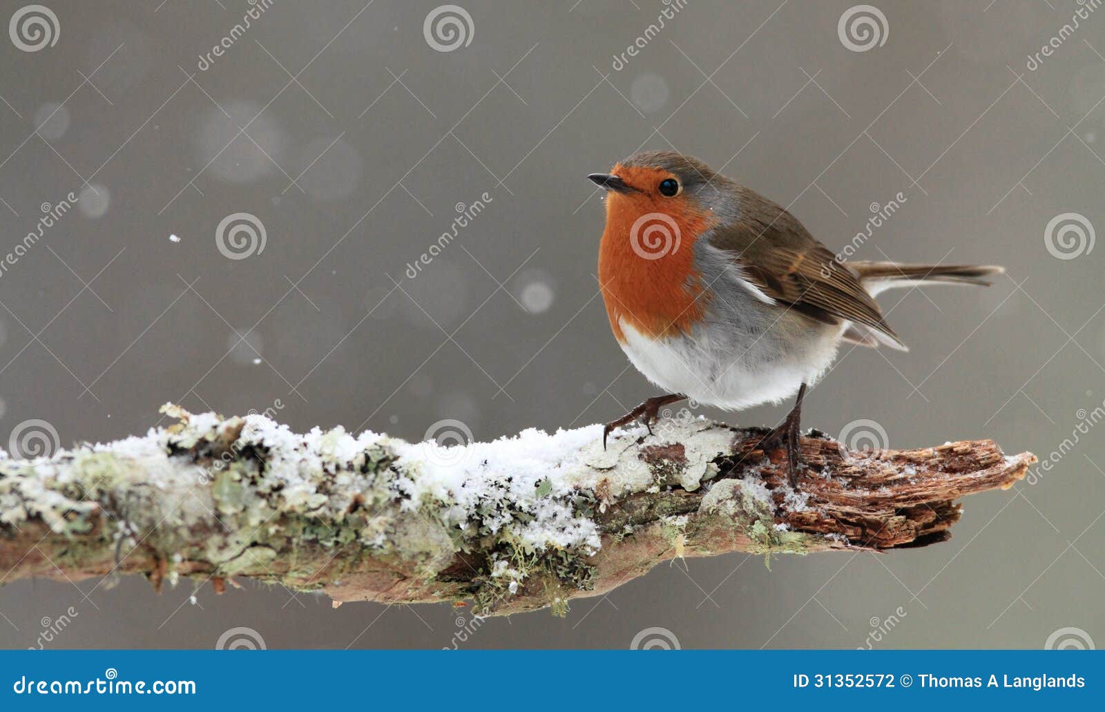 Robin in Falling Snow stock photo. Image of wilderness - 31352572
