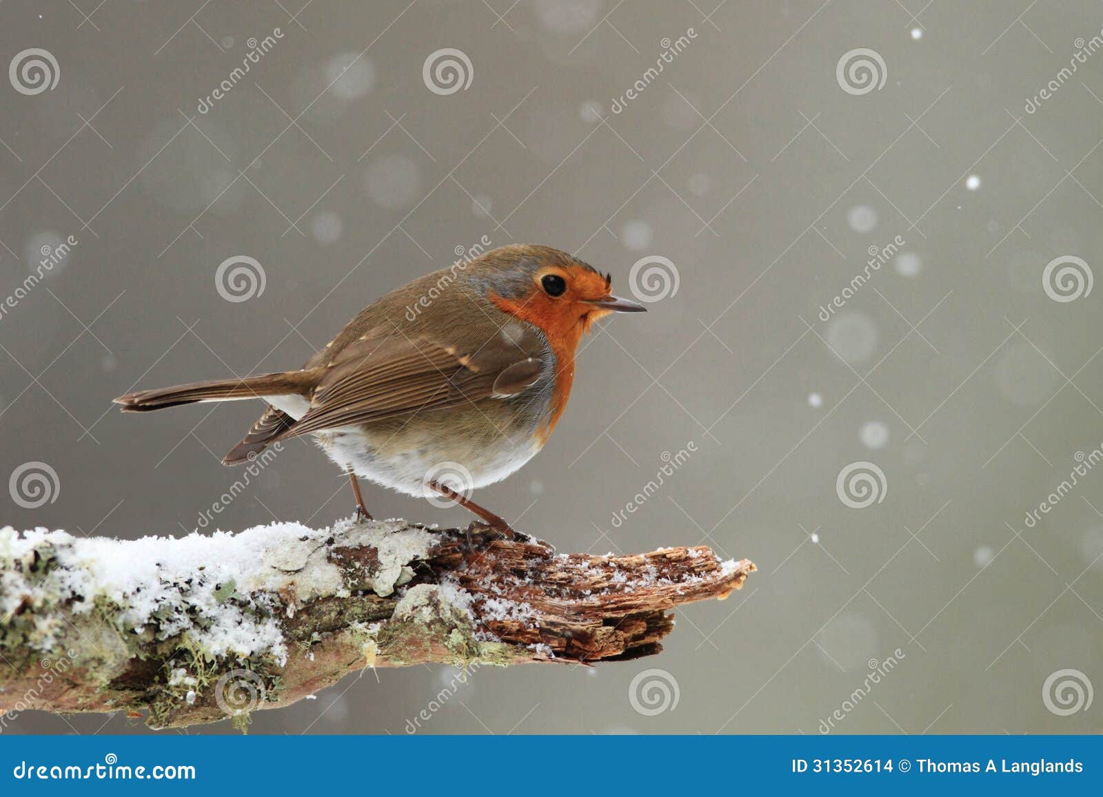 Robin in Falling Snow stock photo. Image of lichen, avian - 31352614