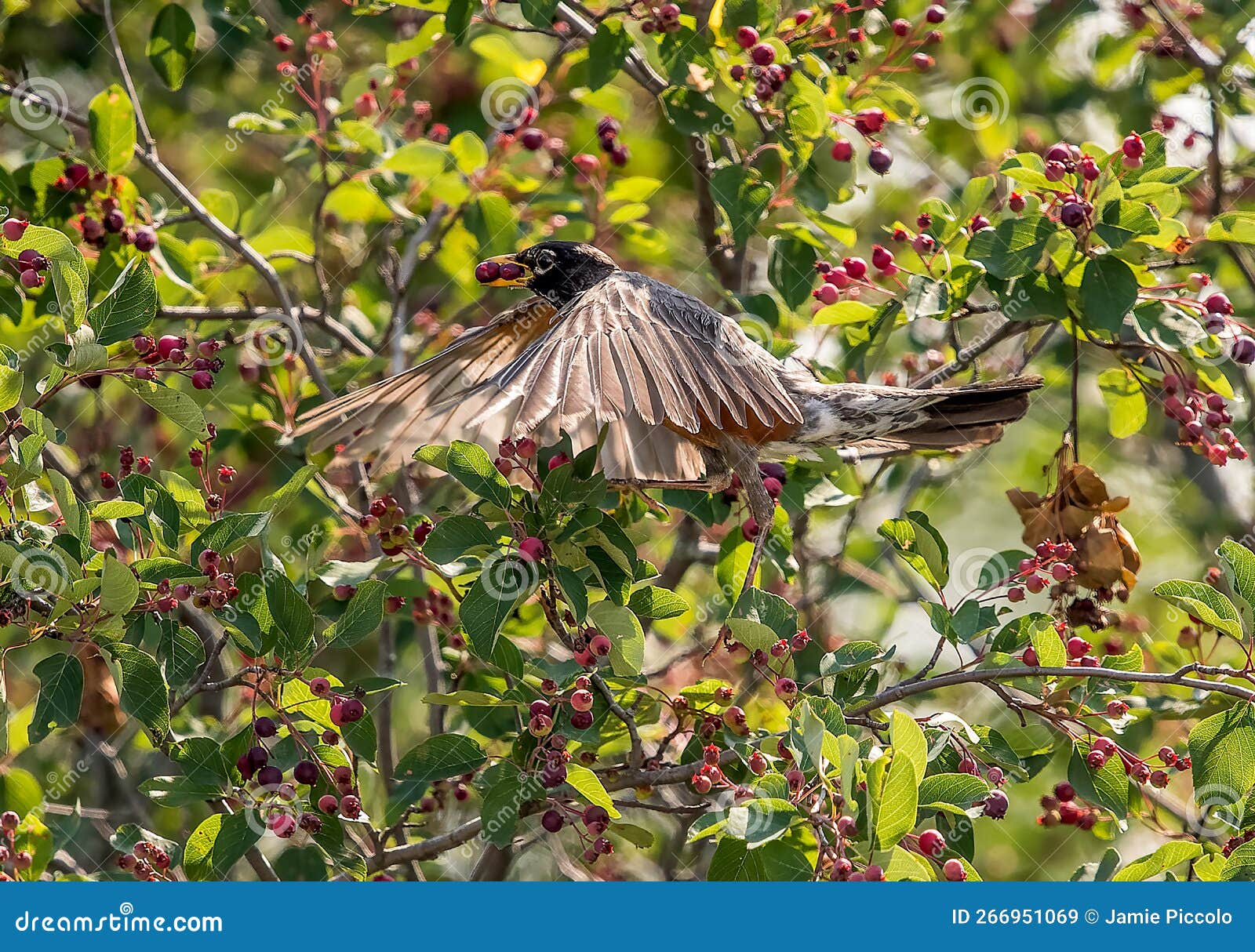 Robin Feasting on Sugar Plums in Summer Stock Image - Image of bird ...