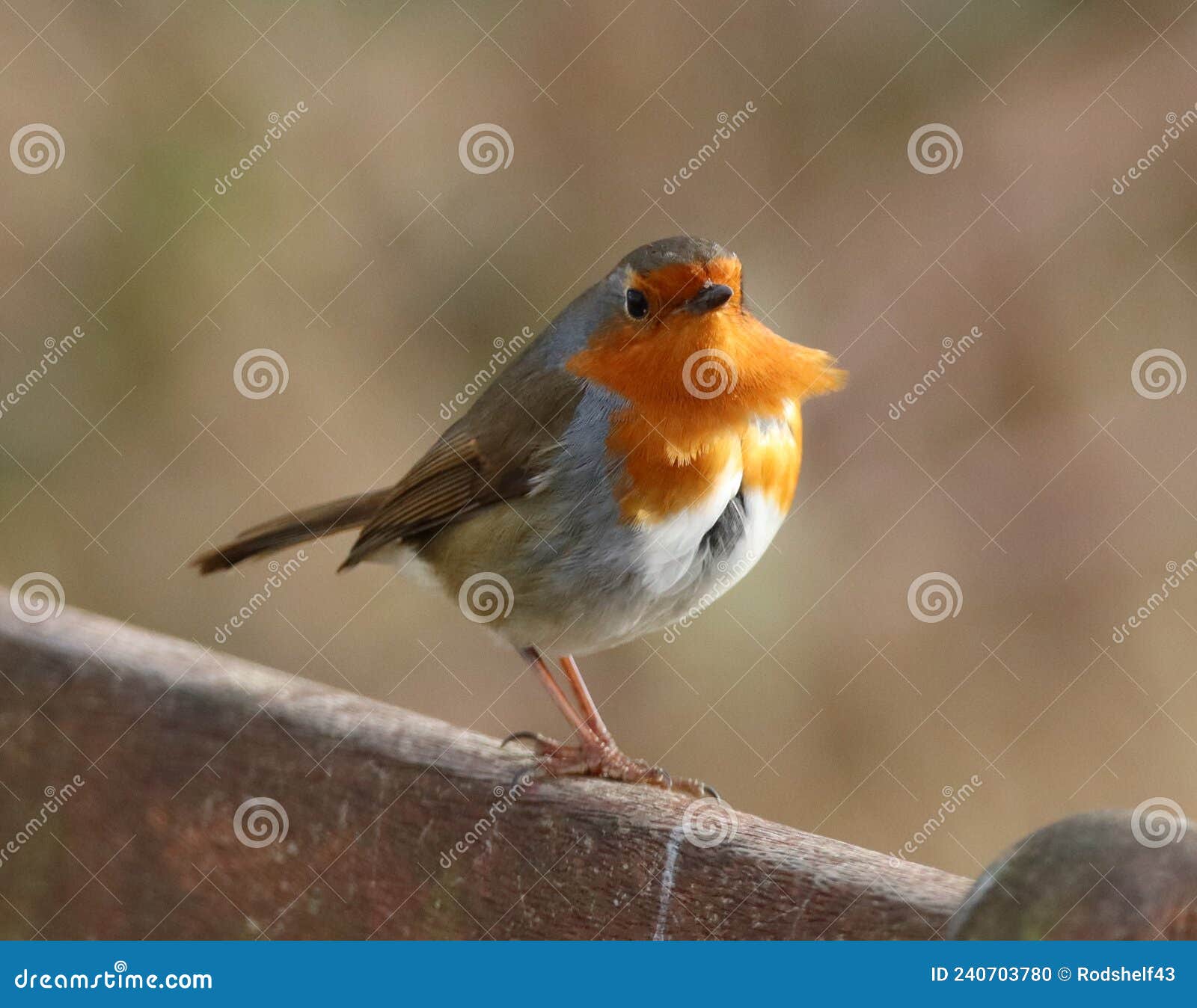 Robin with Feathers Ruffled by the Wind Stock Photo - Image of strong ...