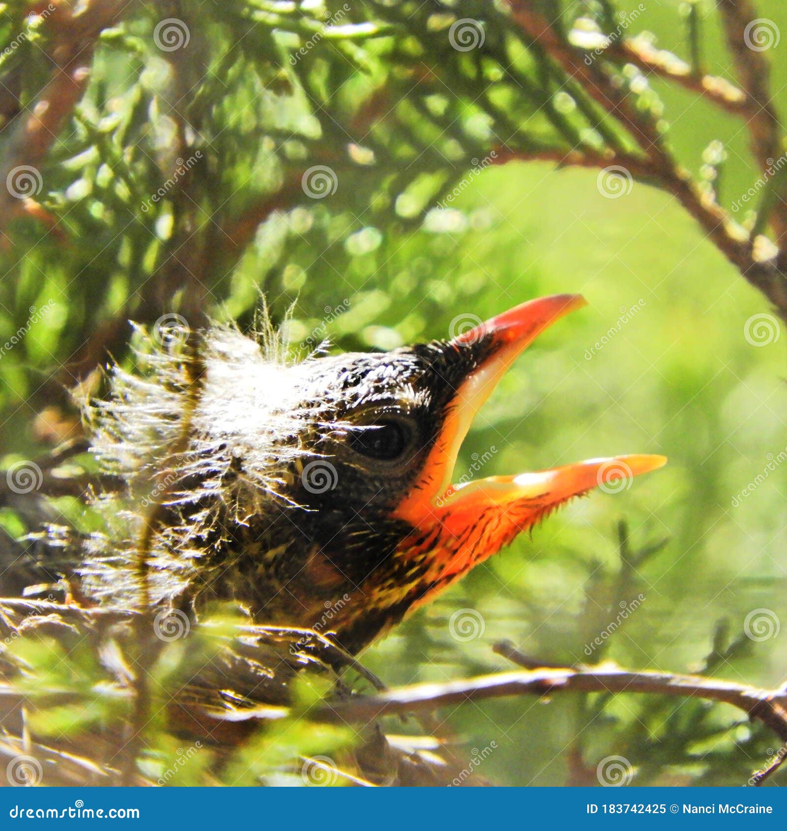 Robin Chick Waiting for Food with Open Mouth Stock Image - Image of ...