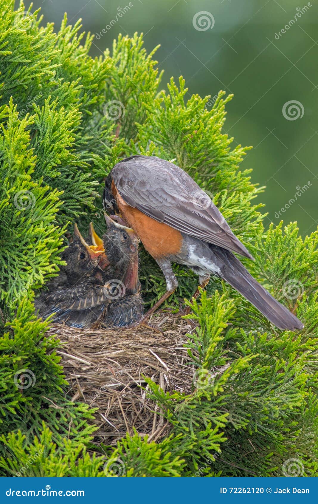 A Robin Feeding Chicks stock photo. Image of jack, nature - 72262120