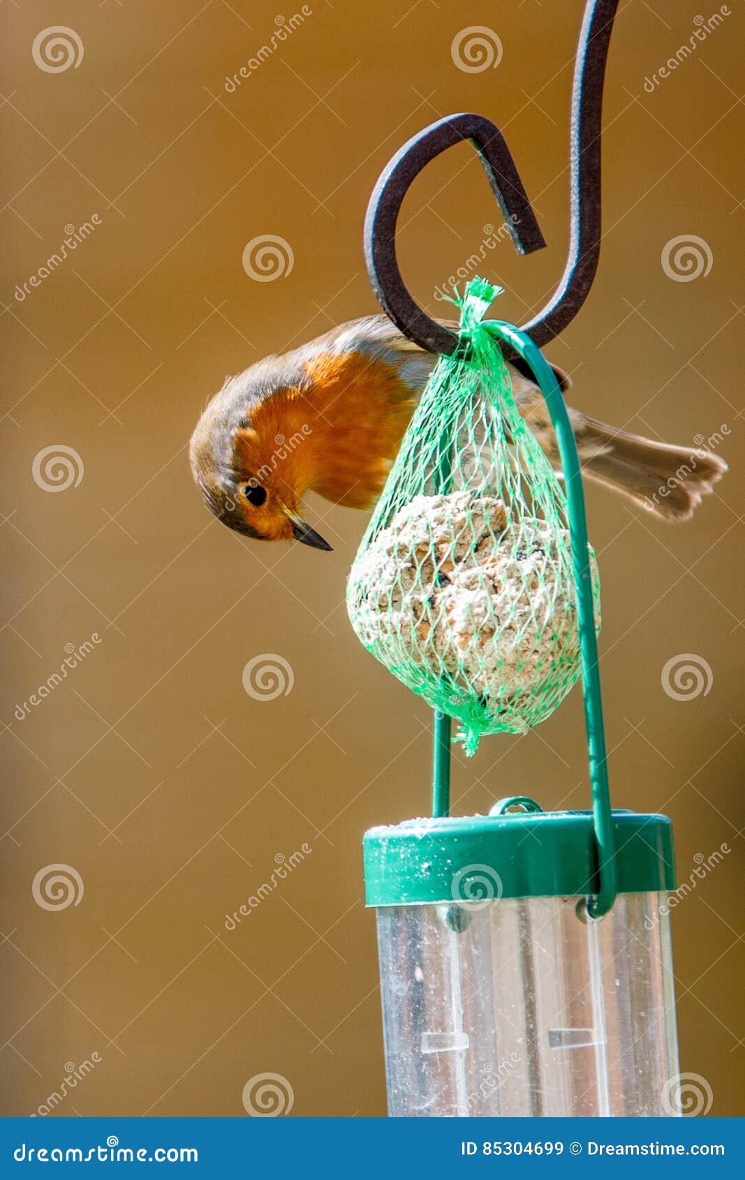 Robin Feeding stock image. Image of feeding, bird, green - 85304699